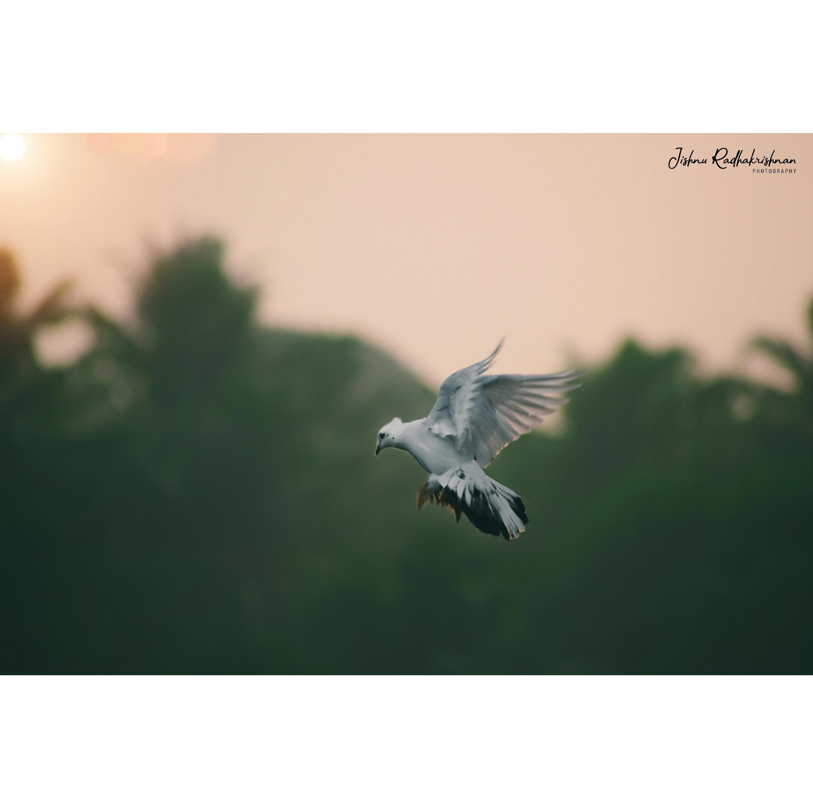 Jishnu Radhakrishnan - Photography