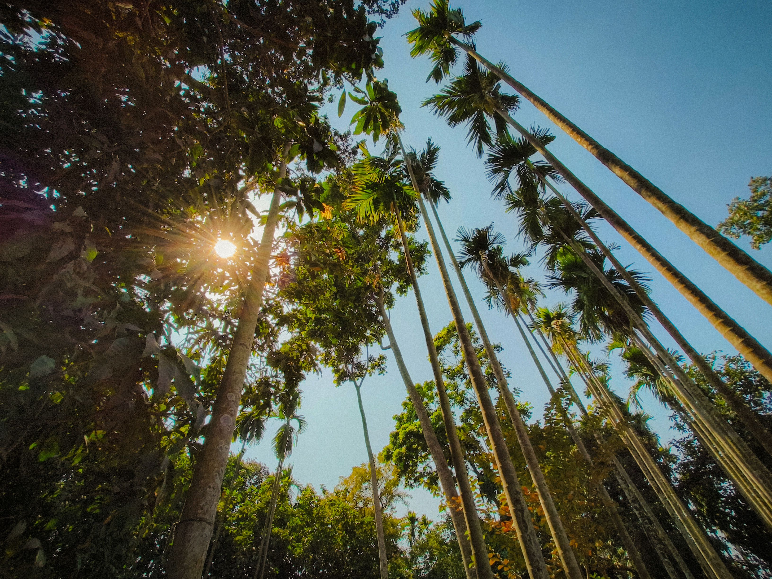 Sunlight over Tall Trees in Forest · Free Stock Photo