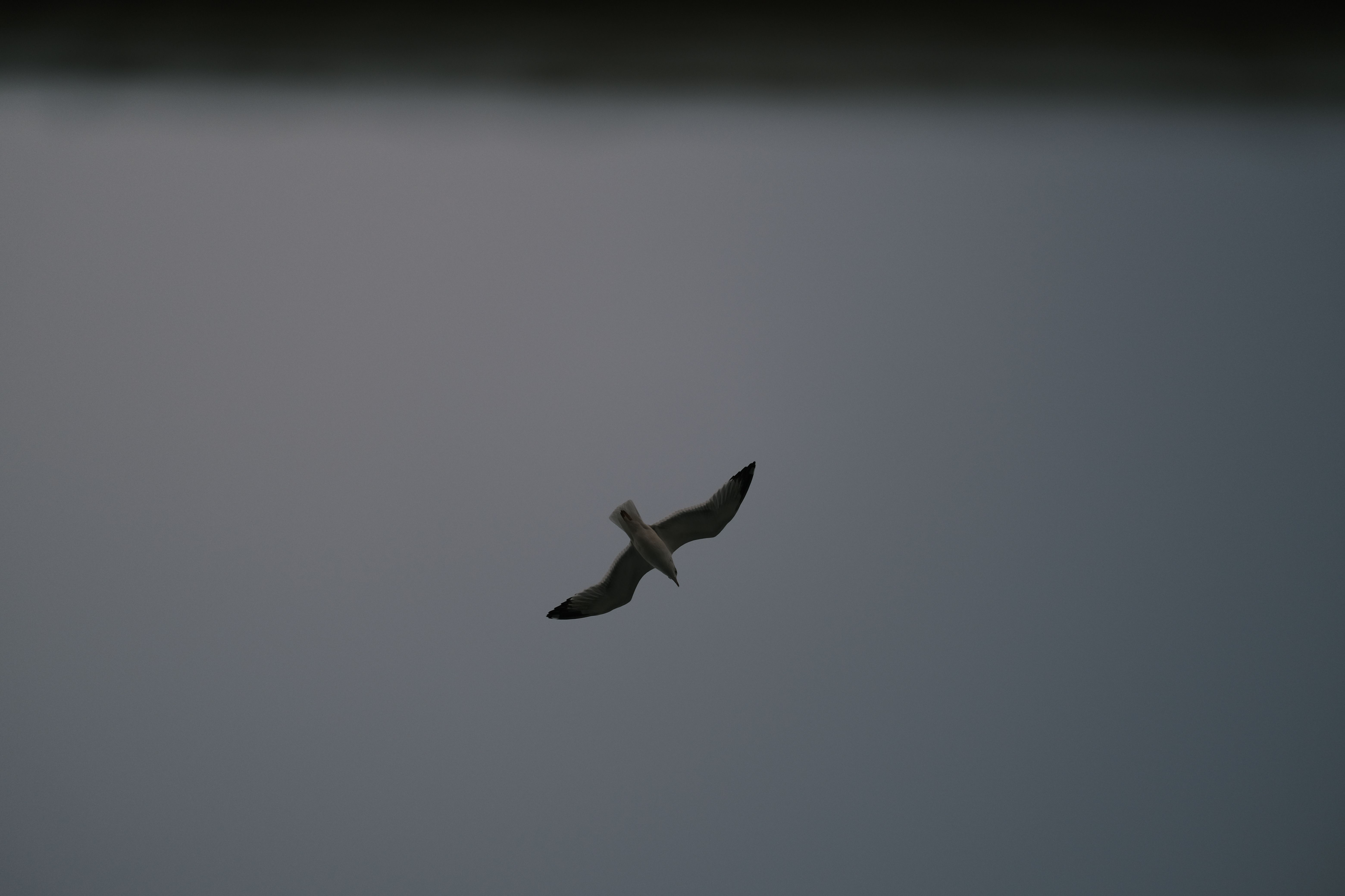 Predator Bird Flying · Free Stock Photo