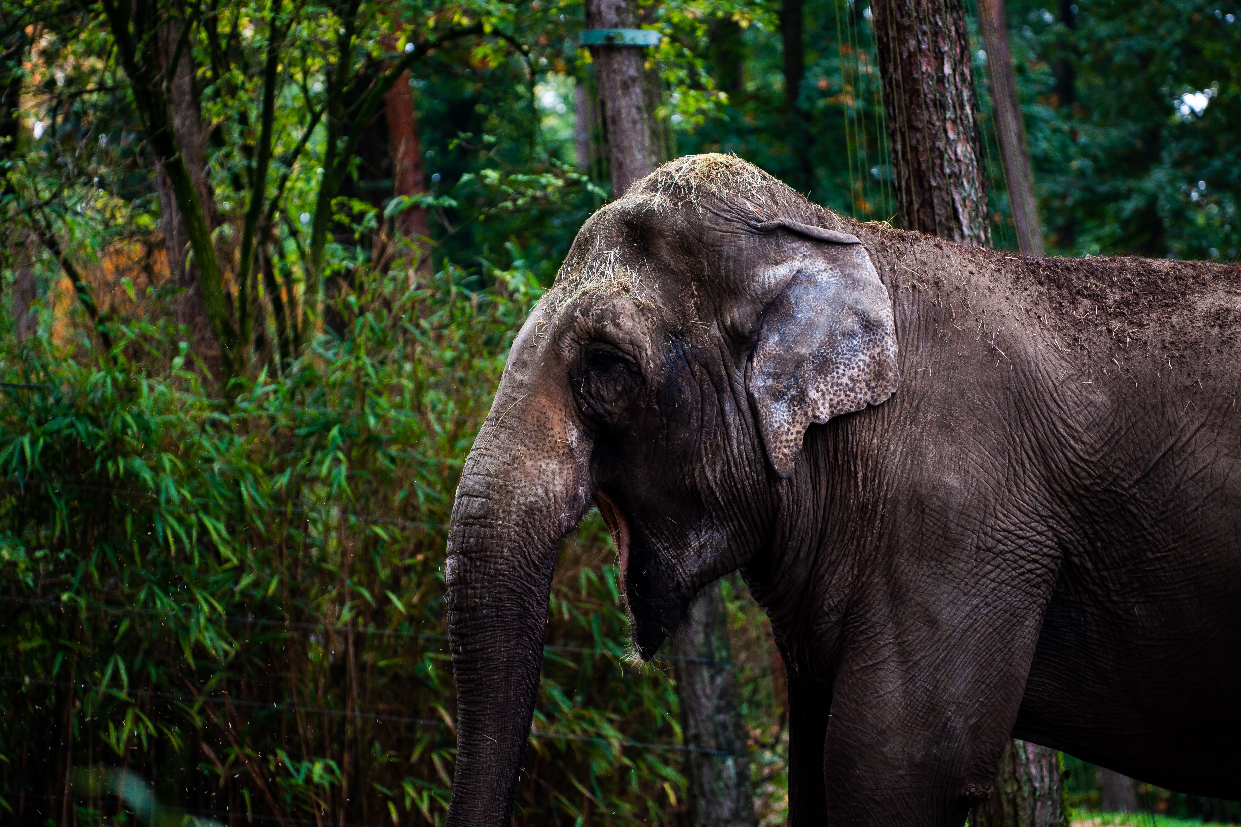 Elephant in a Forest · Free Stock Photo