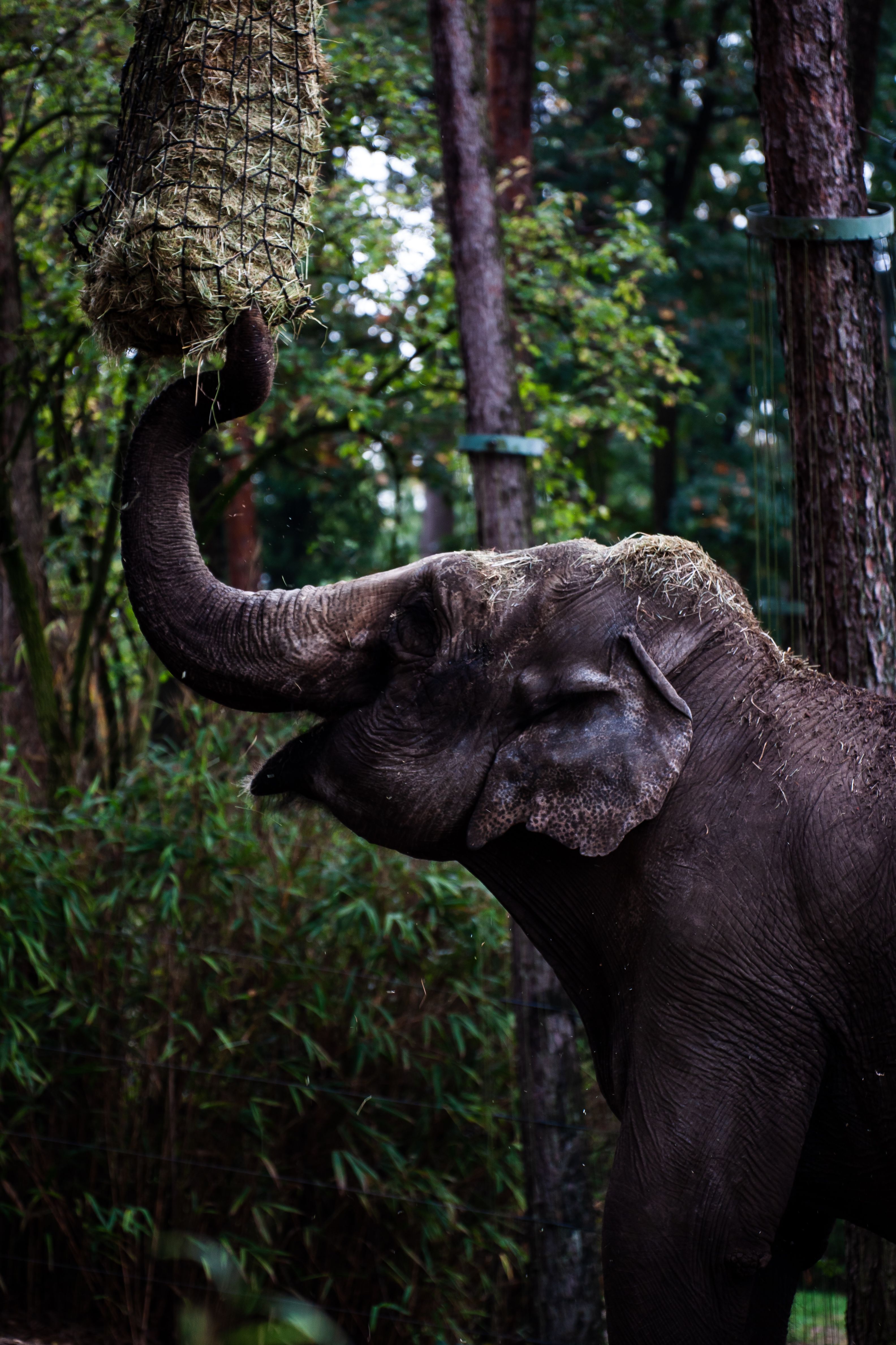 Elephant among Trees · Free Stock Photo