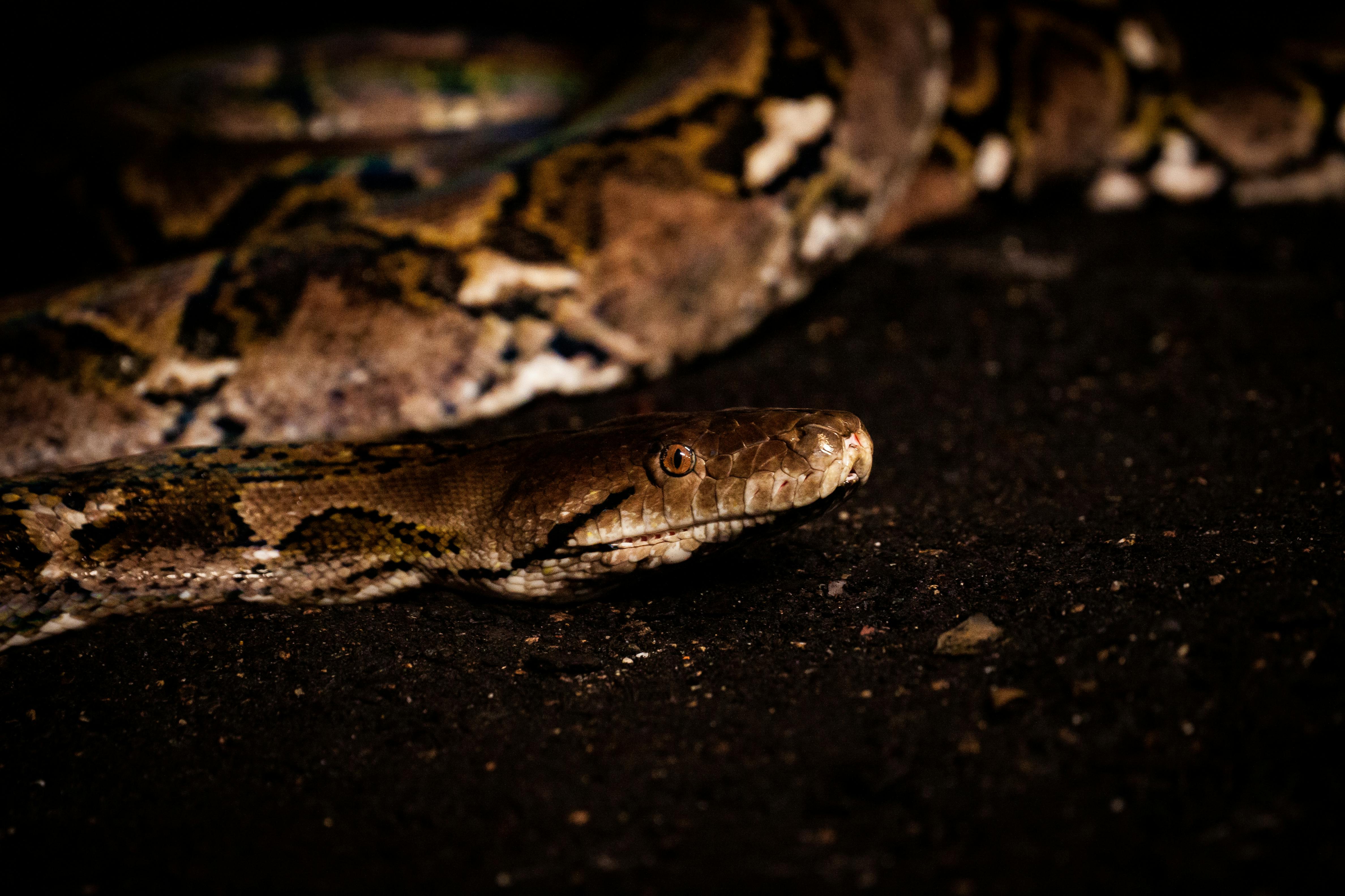 Close up of Snake on Ground · Free Stock Photo