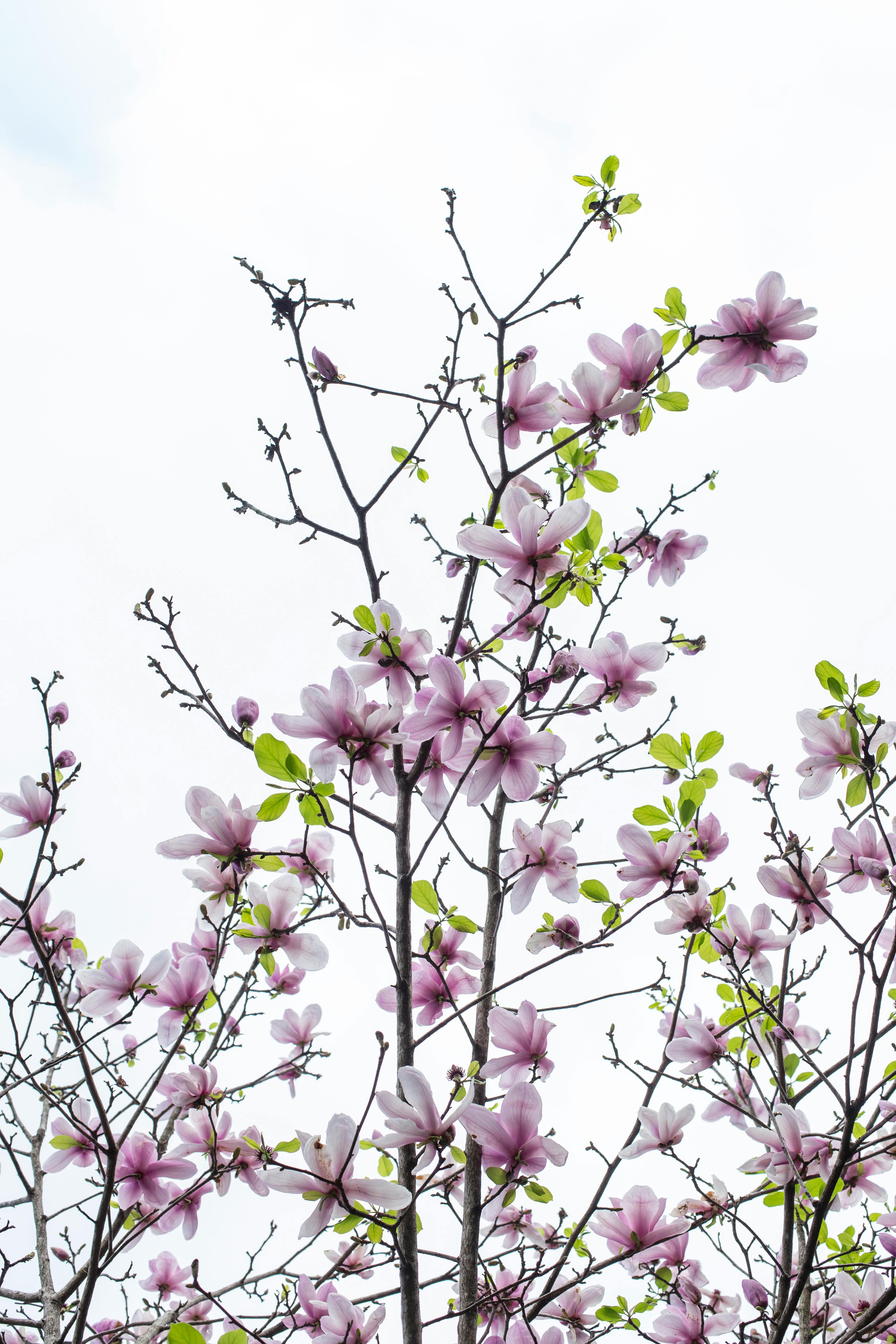 Close-up of a Magnolia Tree · Free Stock Photo