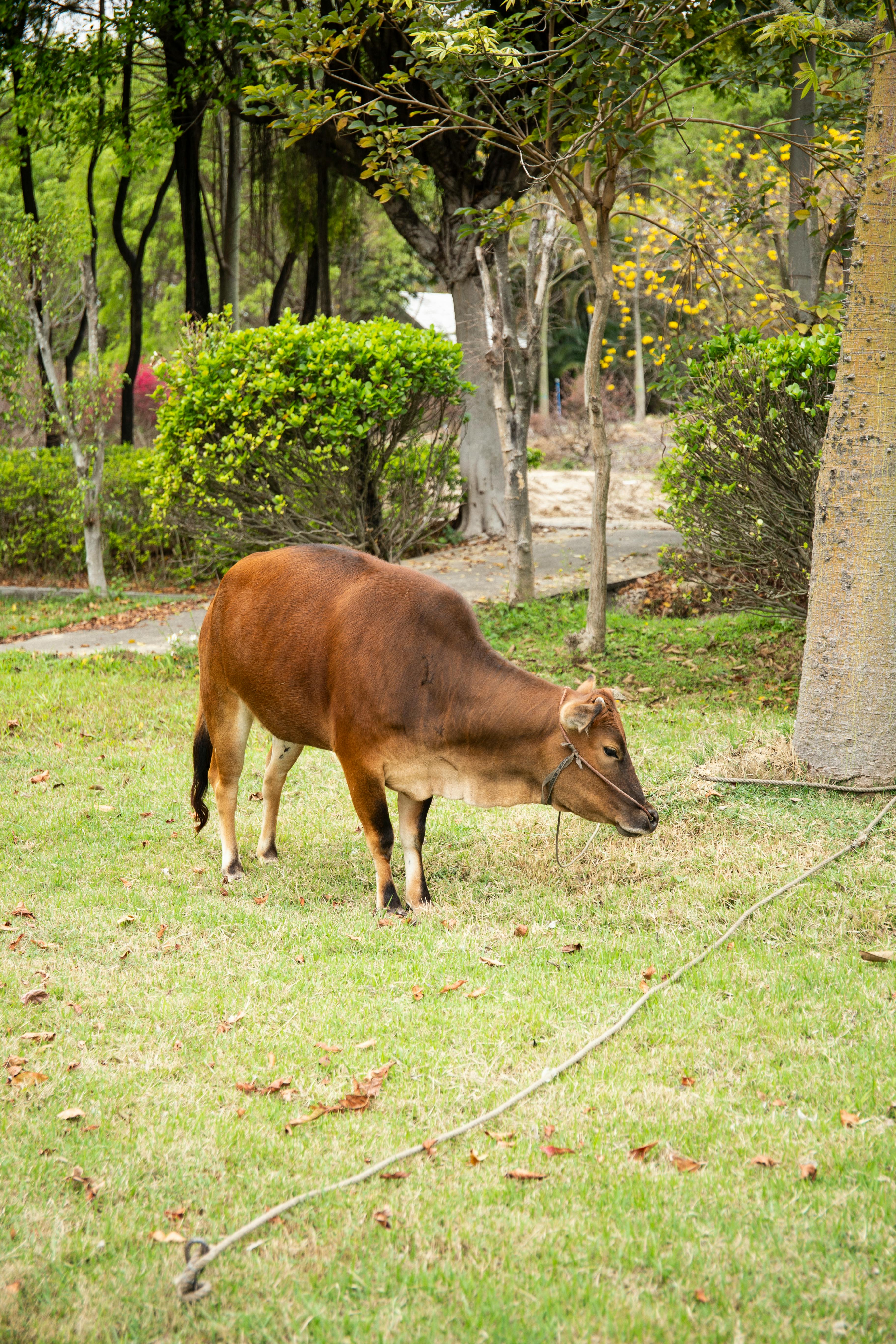 A Vechur Cow on the Grass · Free Stock Photo