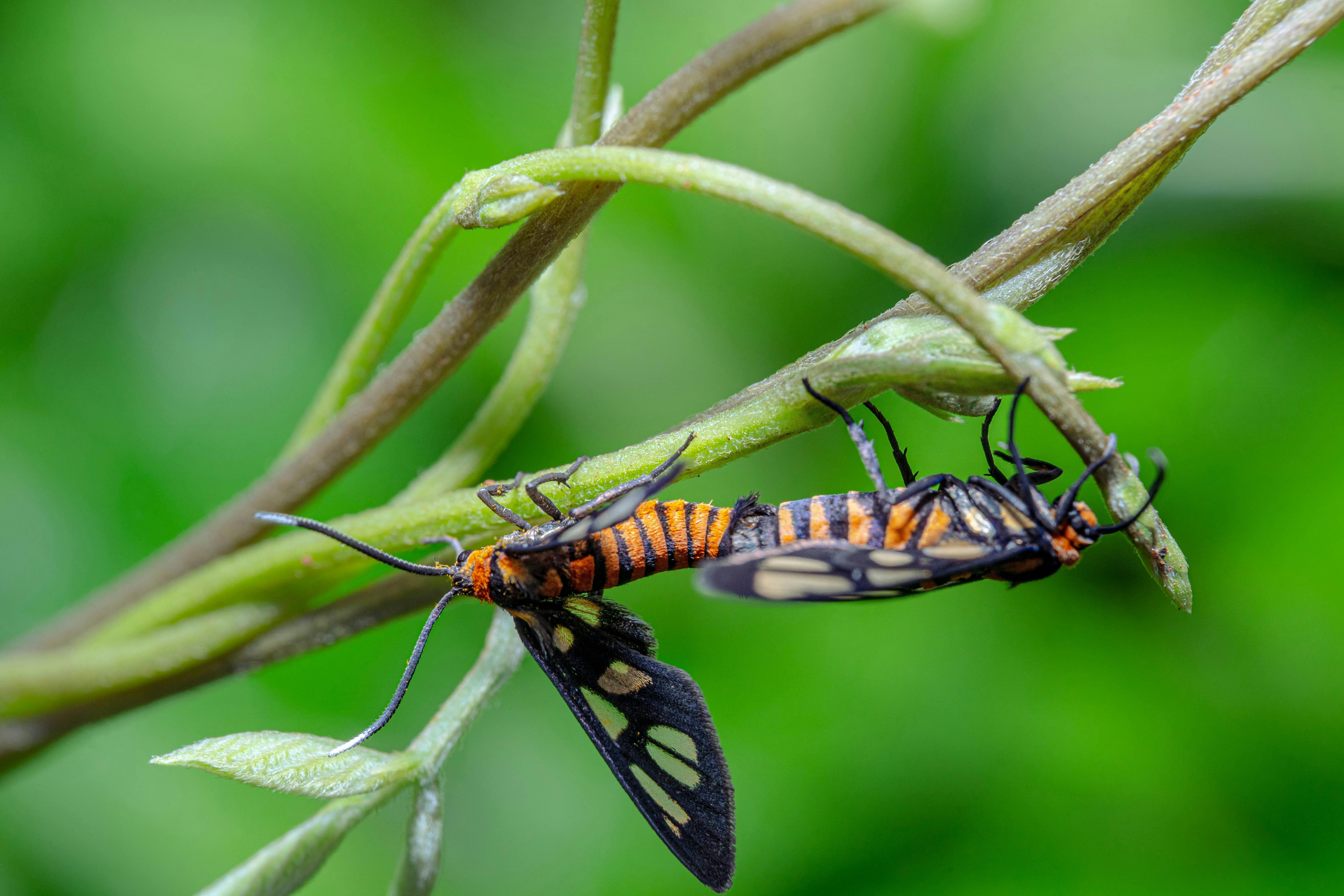 a pair couple wasp moths mating on green stem plant · Free Stock Photo