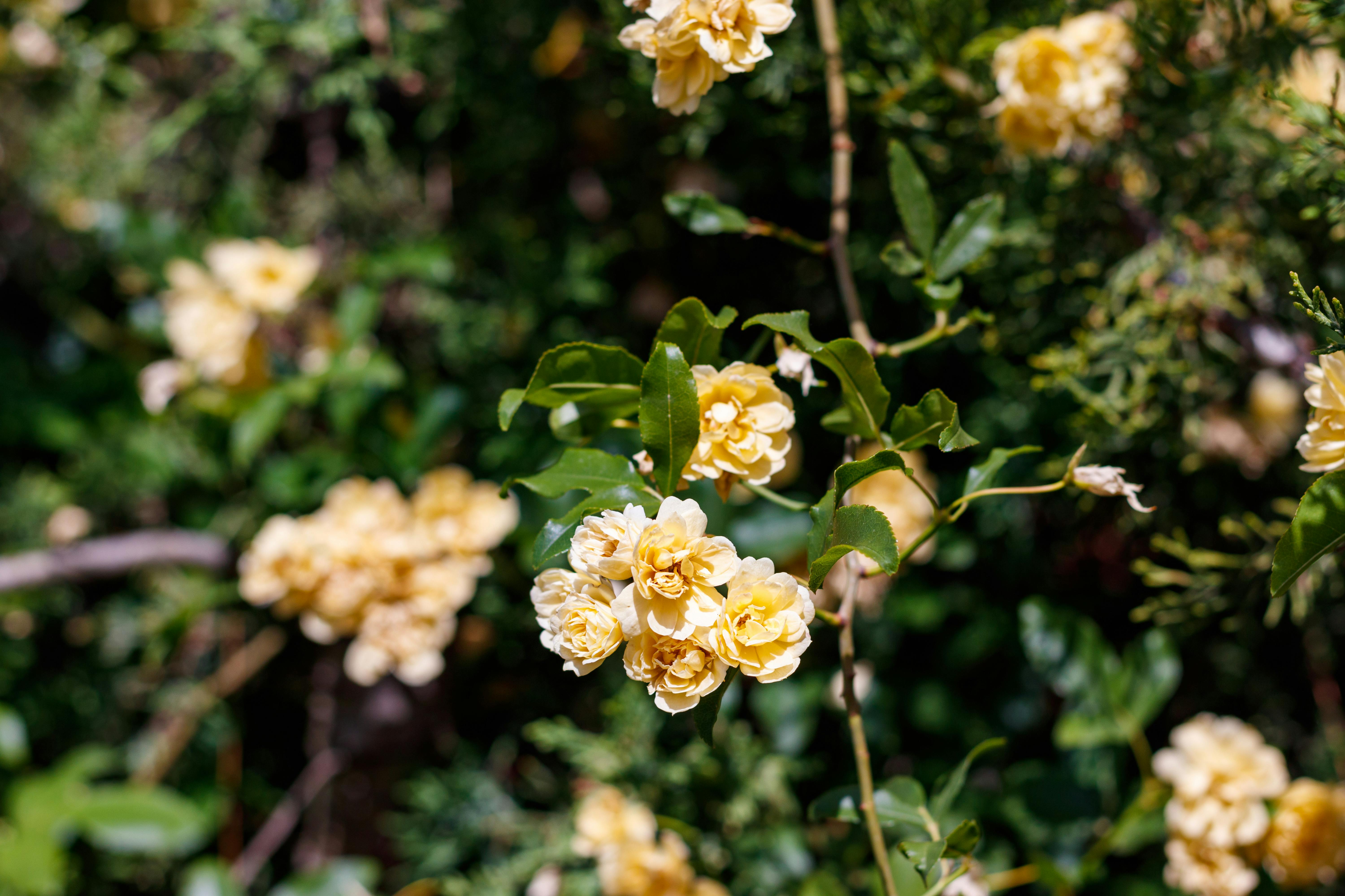 Muamer Ramovic - 摄影