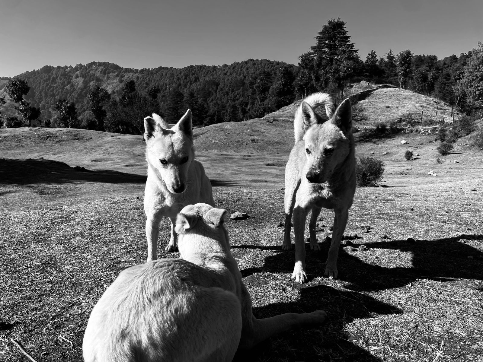8k Wallpaper Dogs Photos, Download The BEST Free 8k Wallpaper Dogs ...