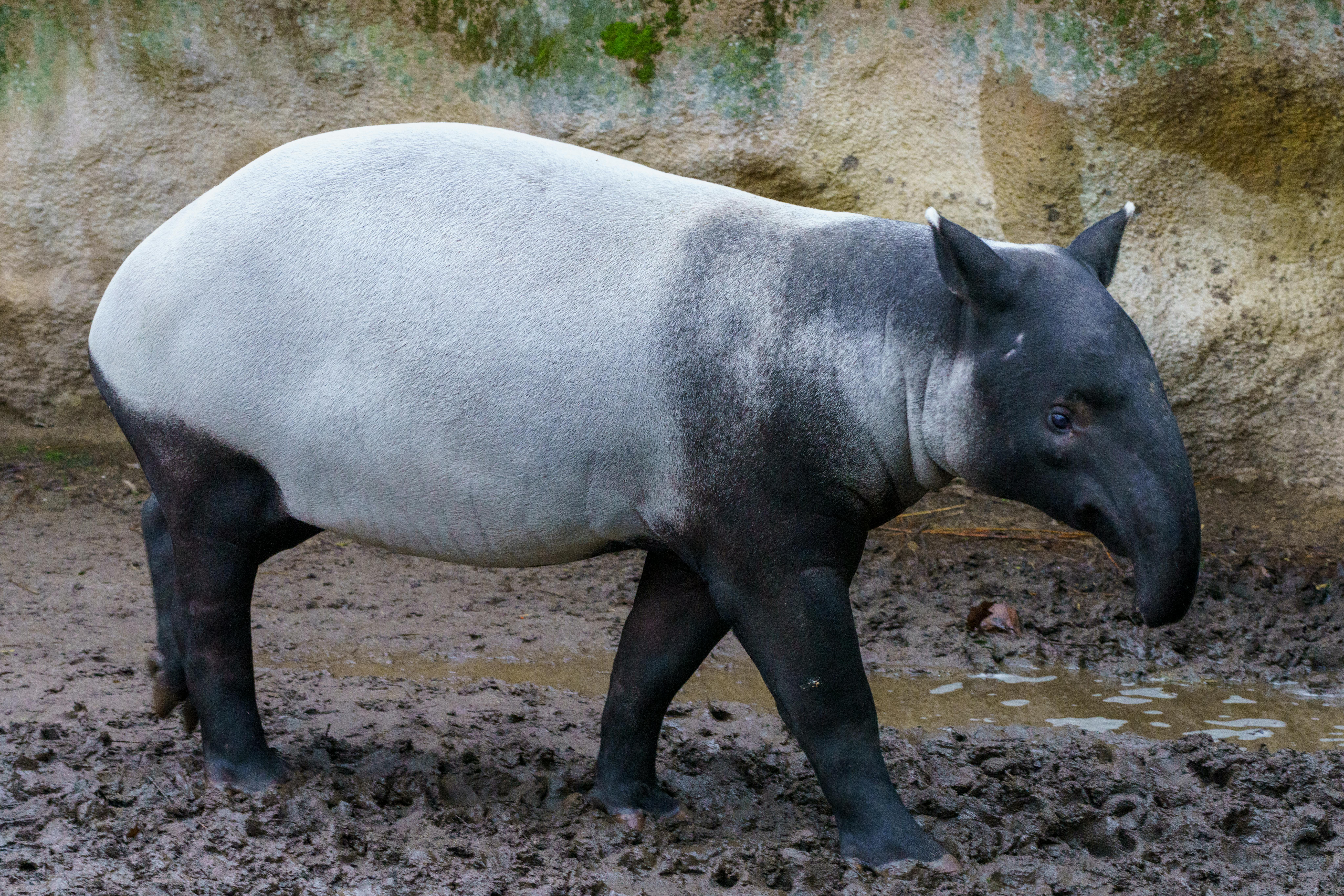 Tapir Family Photos, Download The BEST Free Tapir Family Stock Photos ...