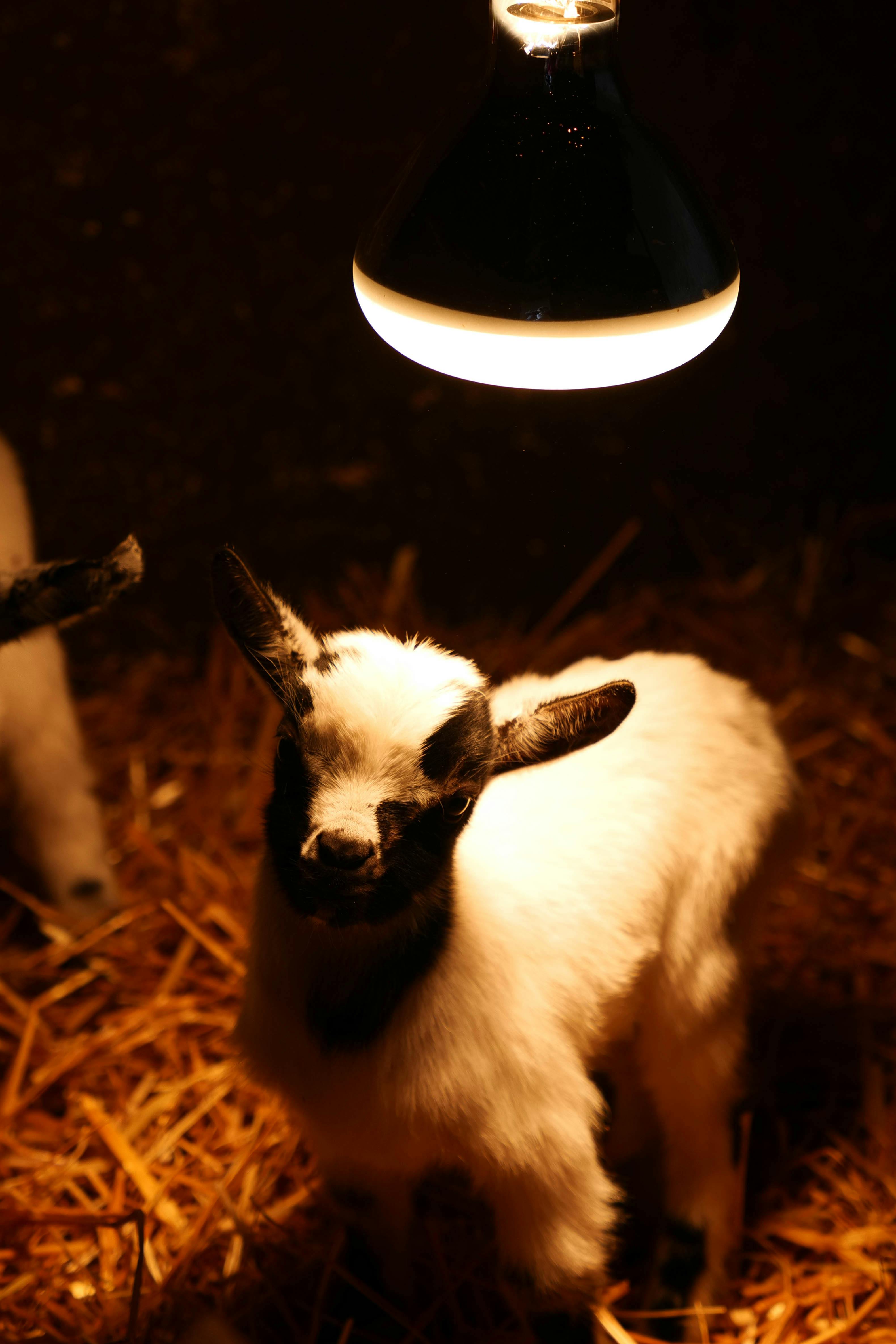 Goat under Lamp in Barn · Free Stock Photo