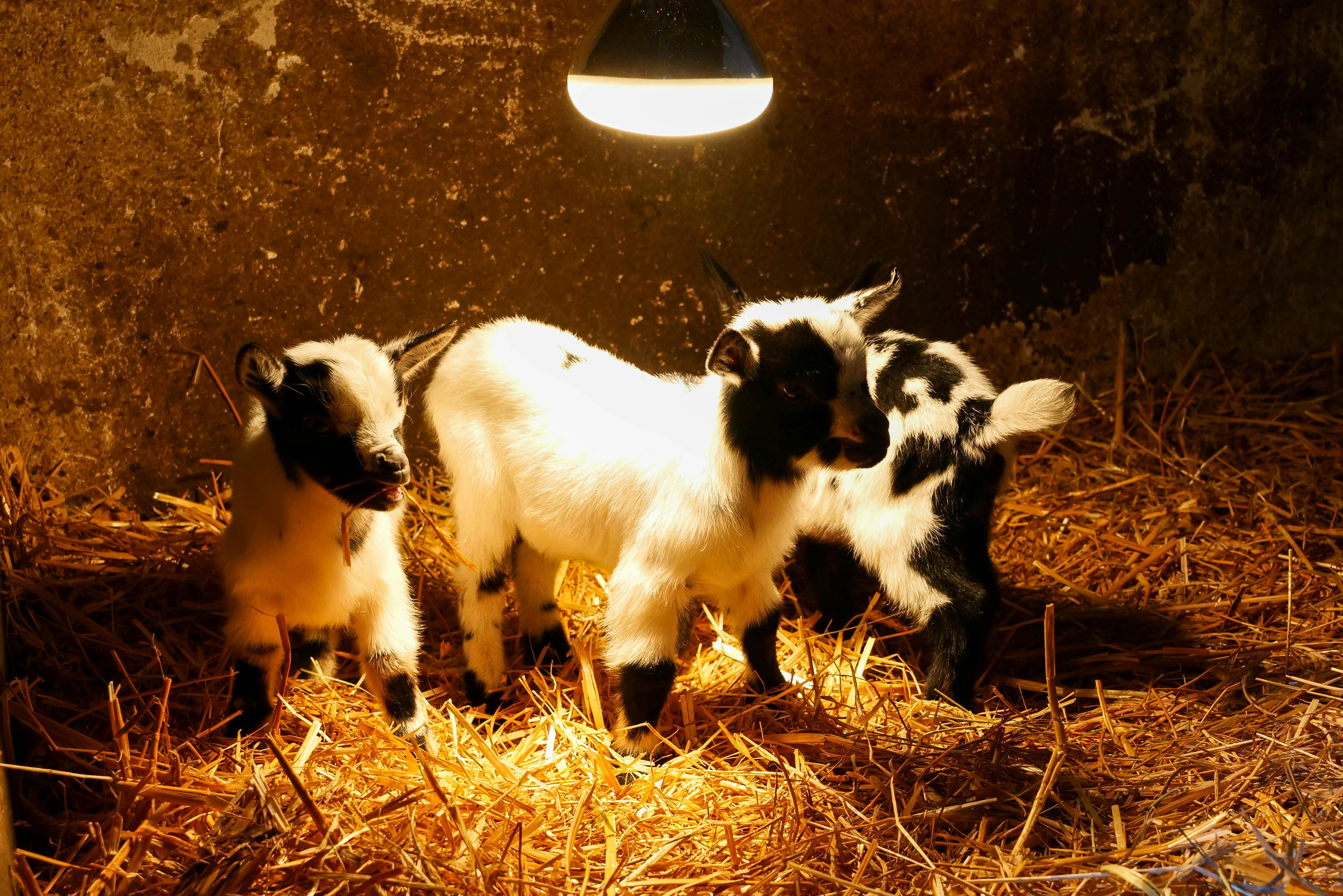 Young Goats under Lamp · Free Stock Photo