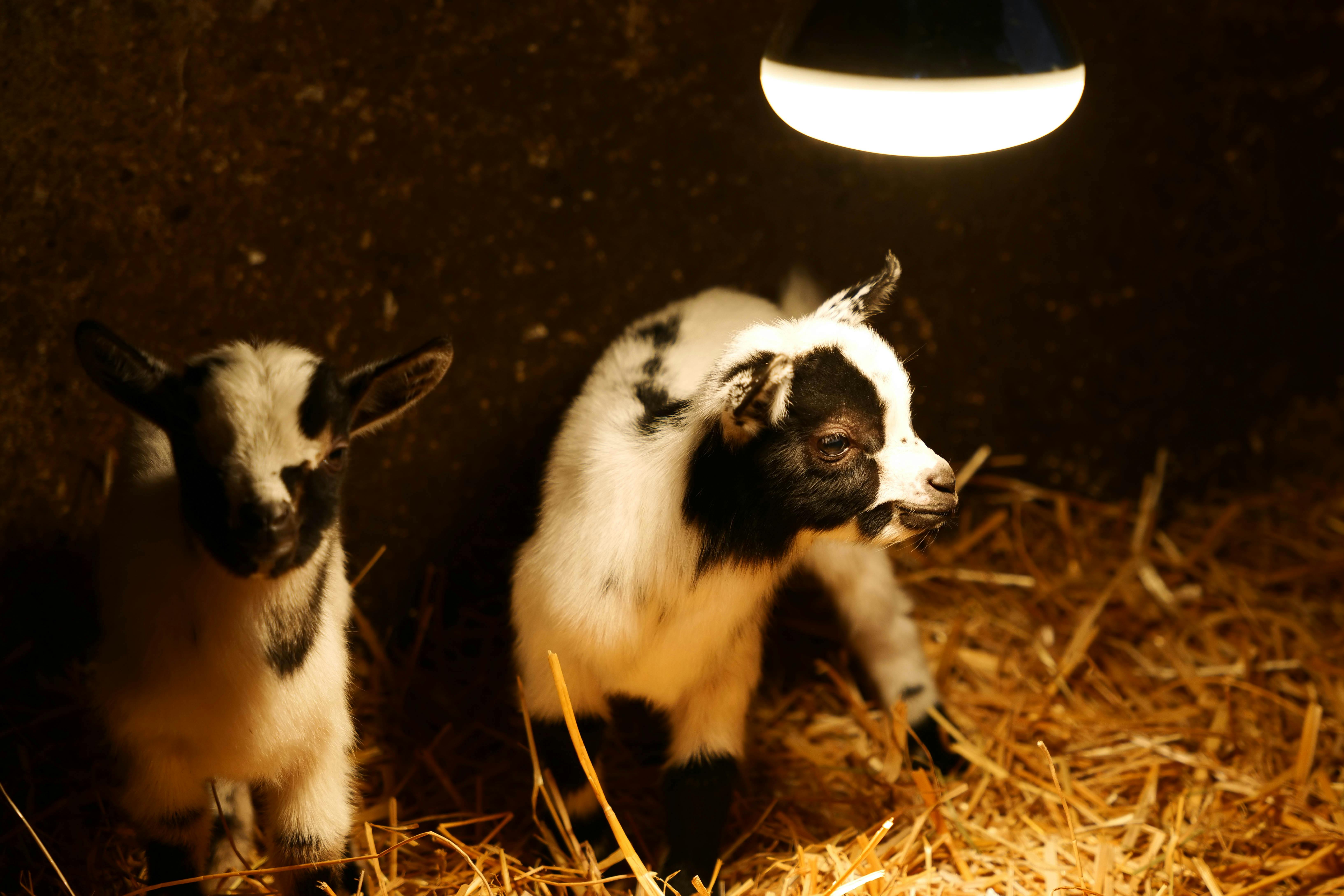 Naive Curiosity Photos, Download The BEST Free Naive Curiosity Stock ...