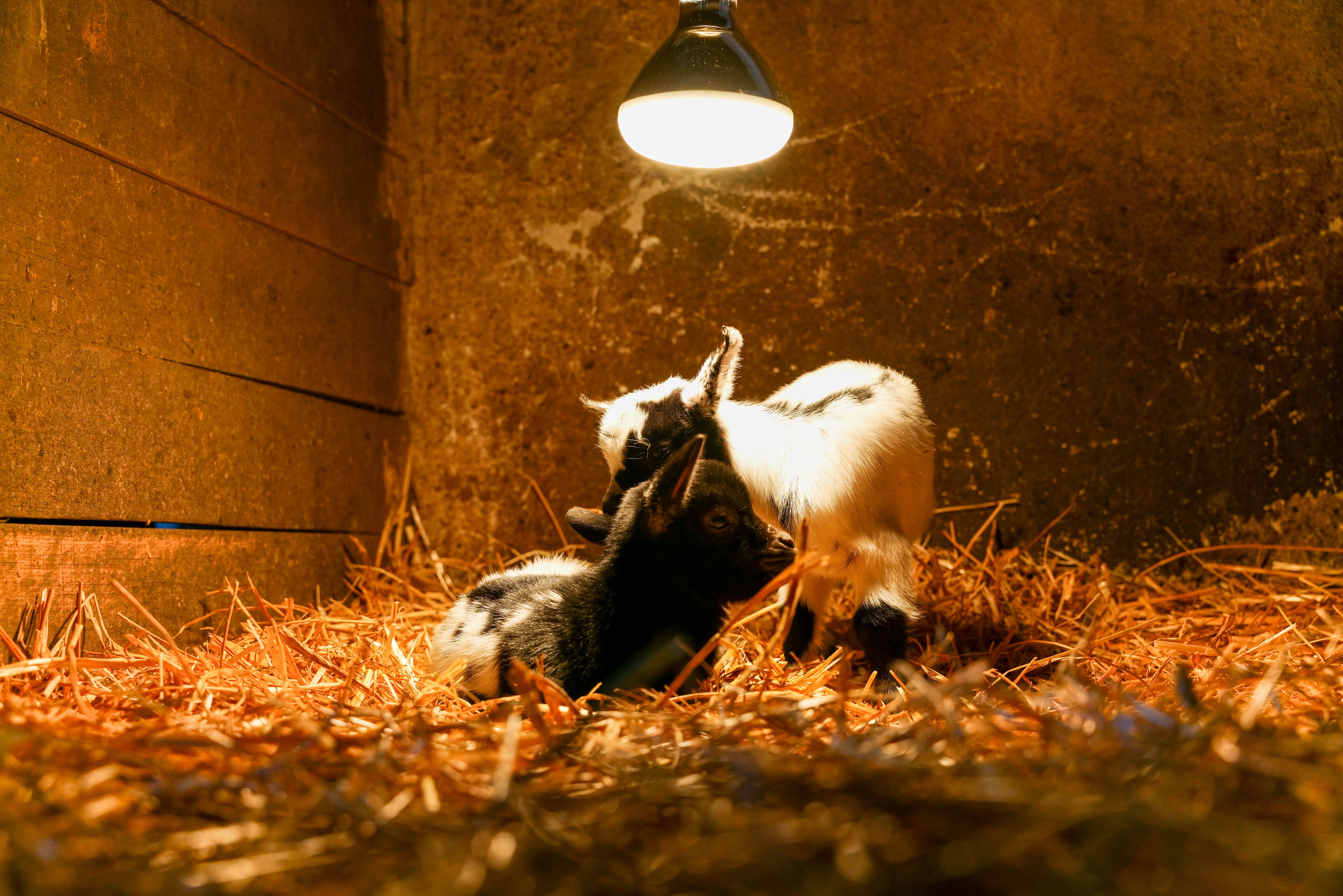 Young Goats in Barn · Free Stock Photo