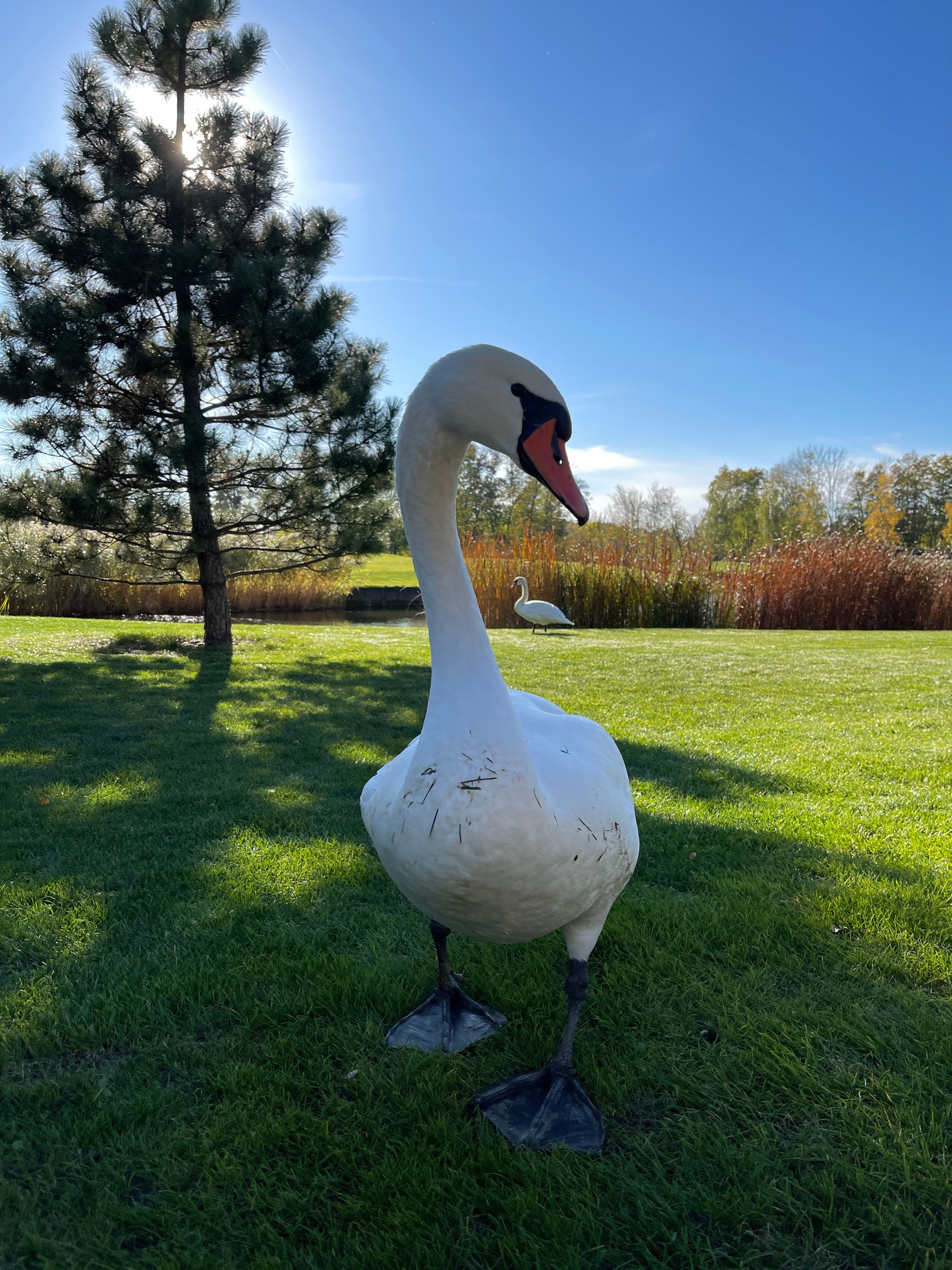 Lawn Swan Photos, Download The BEST Free Lawn Swan Stock Photos & HD Images