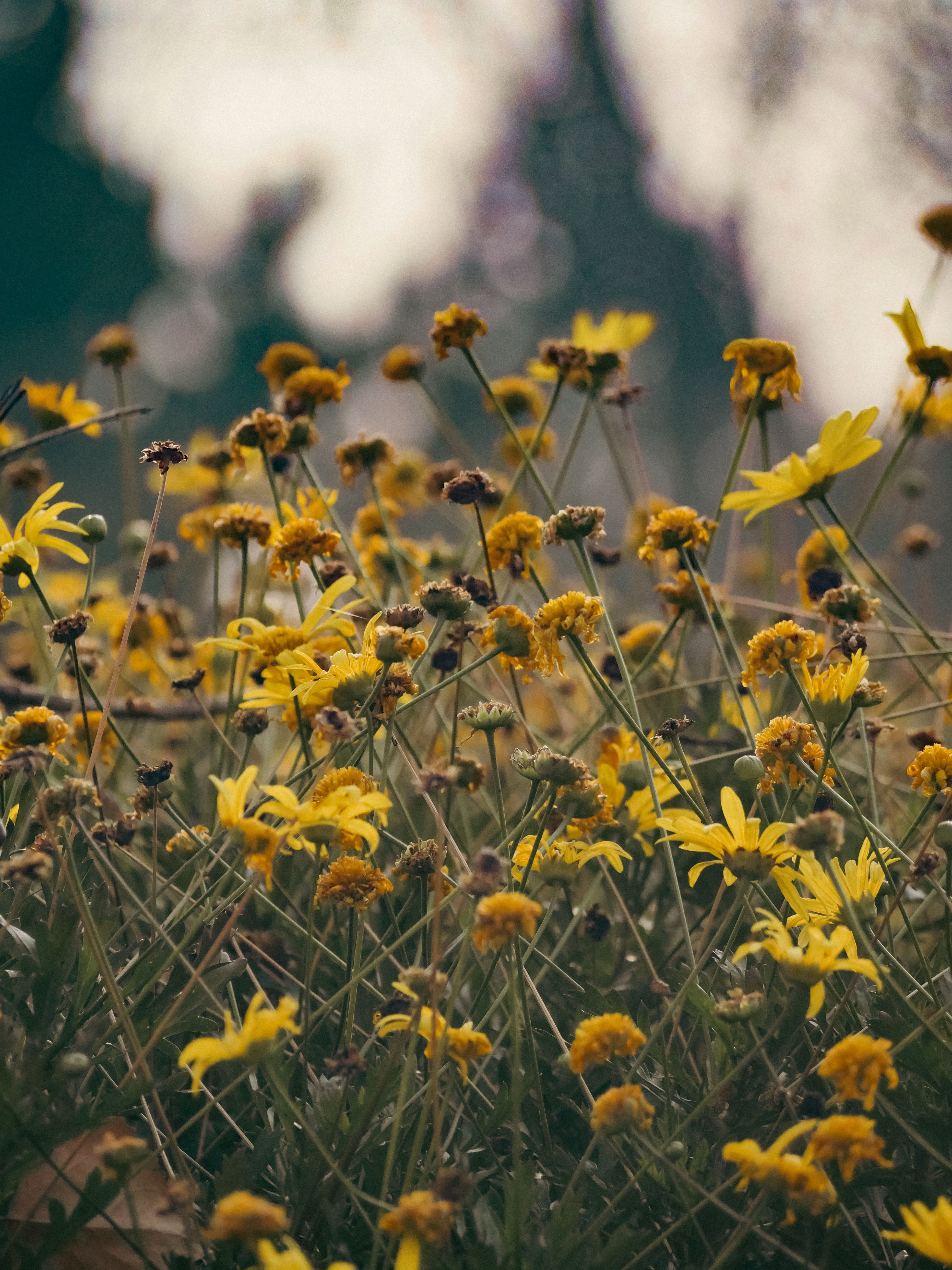 Close up of Yellow Flowers · Free Stock Photo