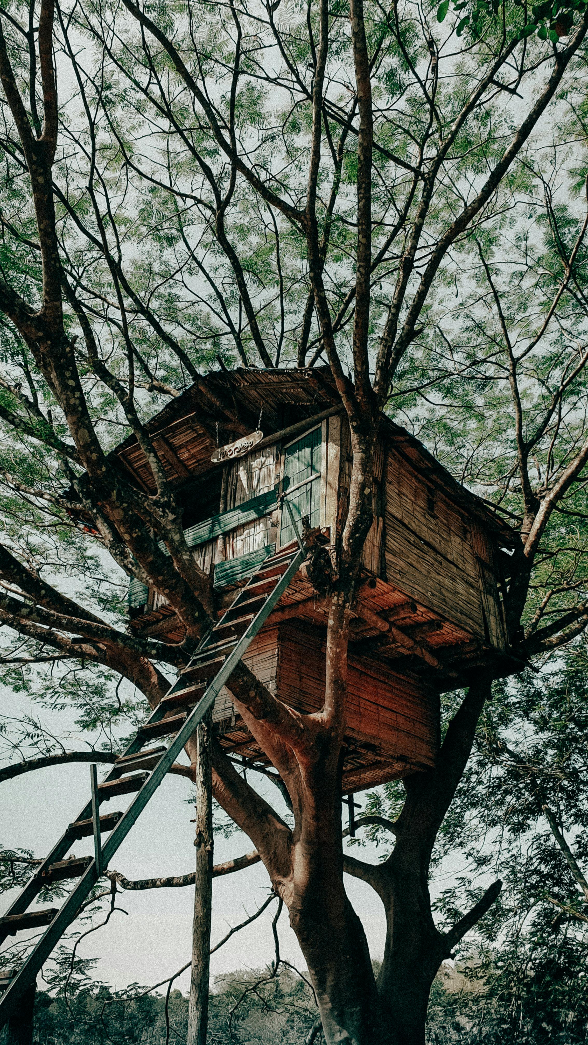 Abandoned Tree House · Free Stock Photo