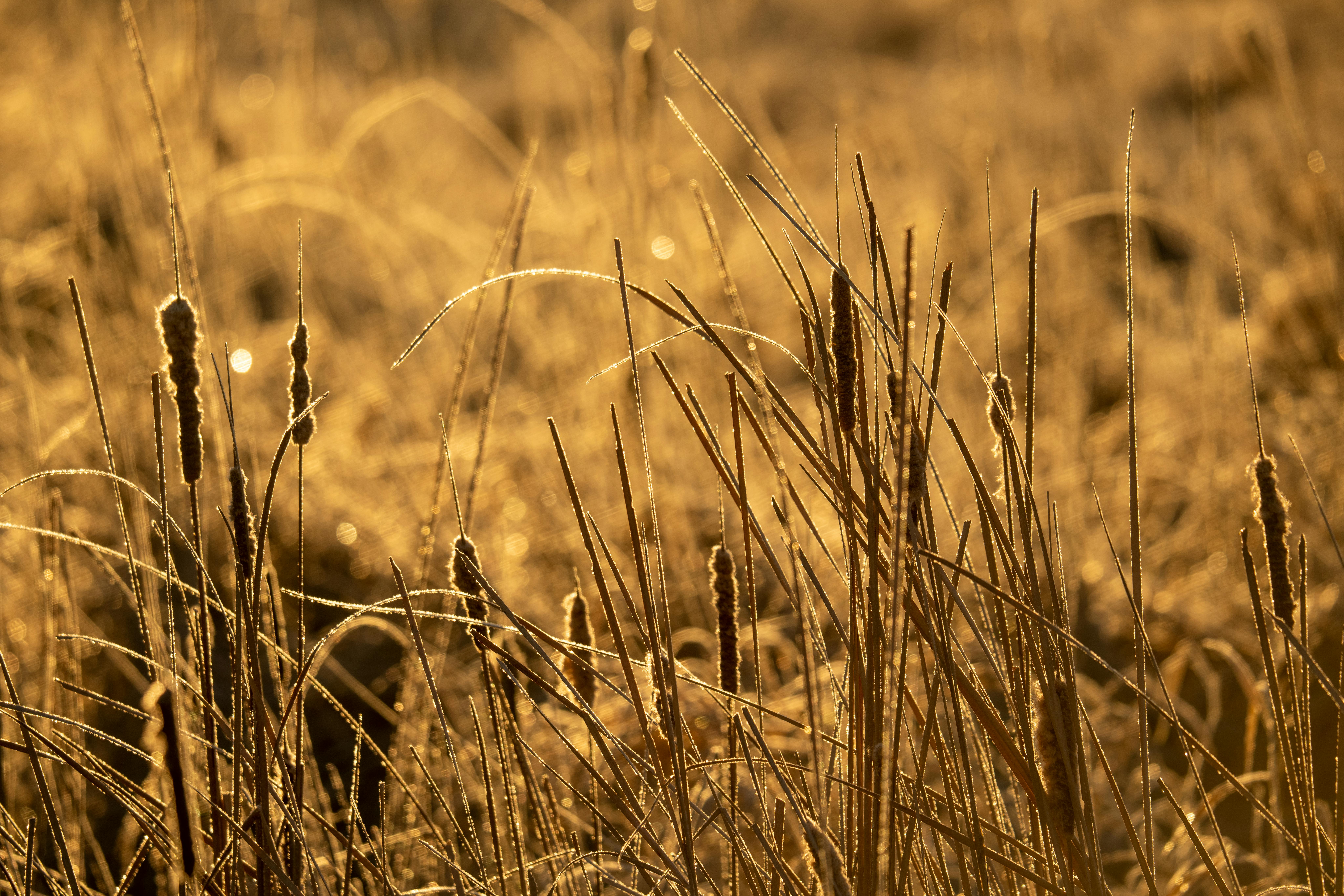 Rushes on Meadow · Free Stock Photo