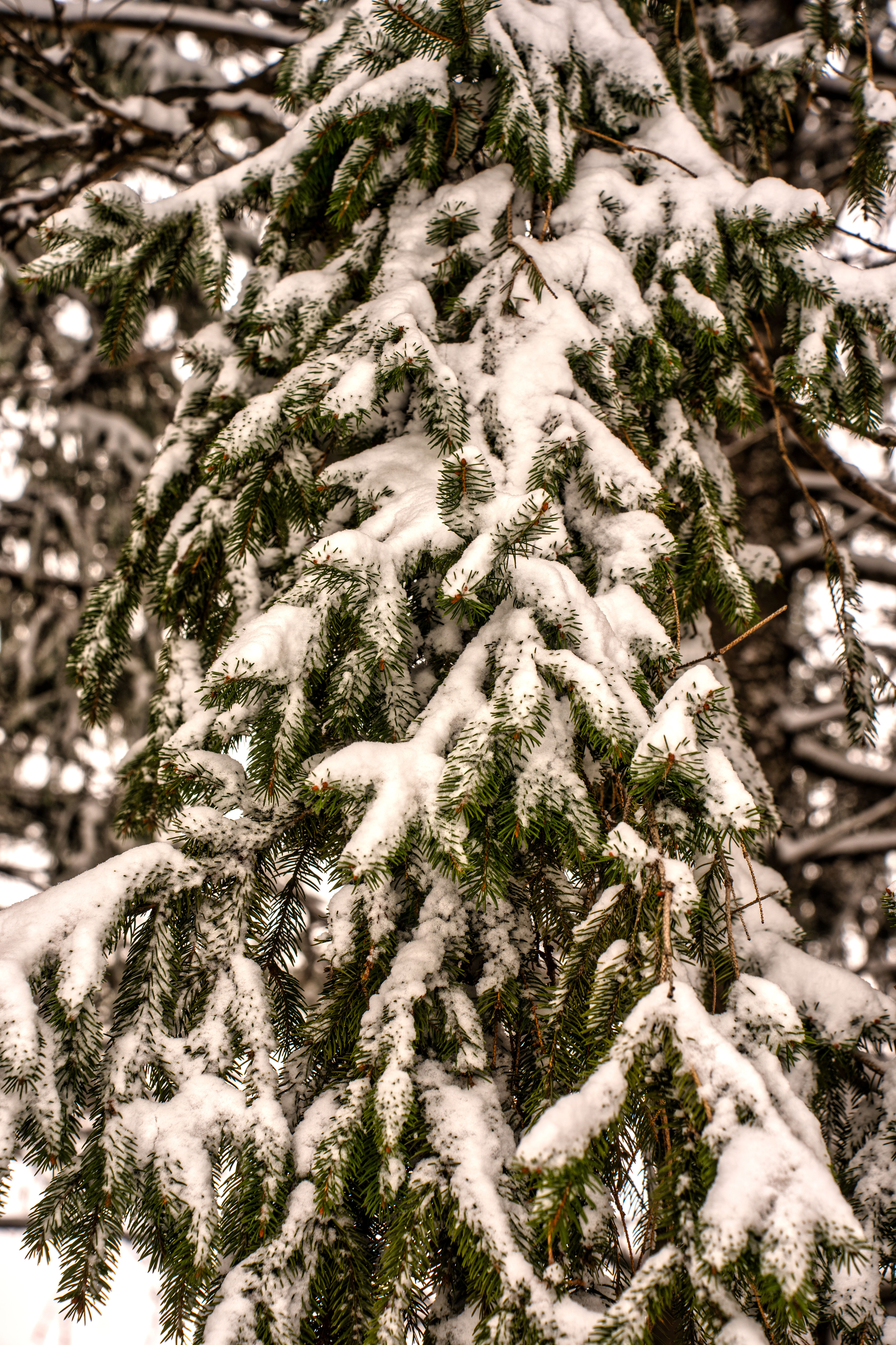 Iced 10 Photos, Download The BEST Free Iced 10 Stock Photos & HD Images
