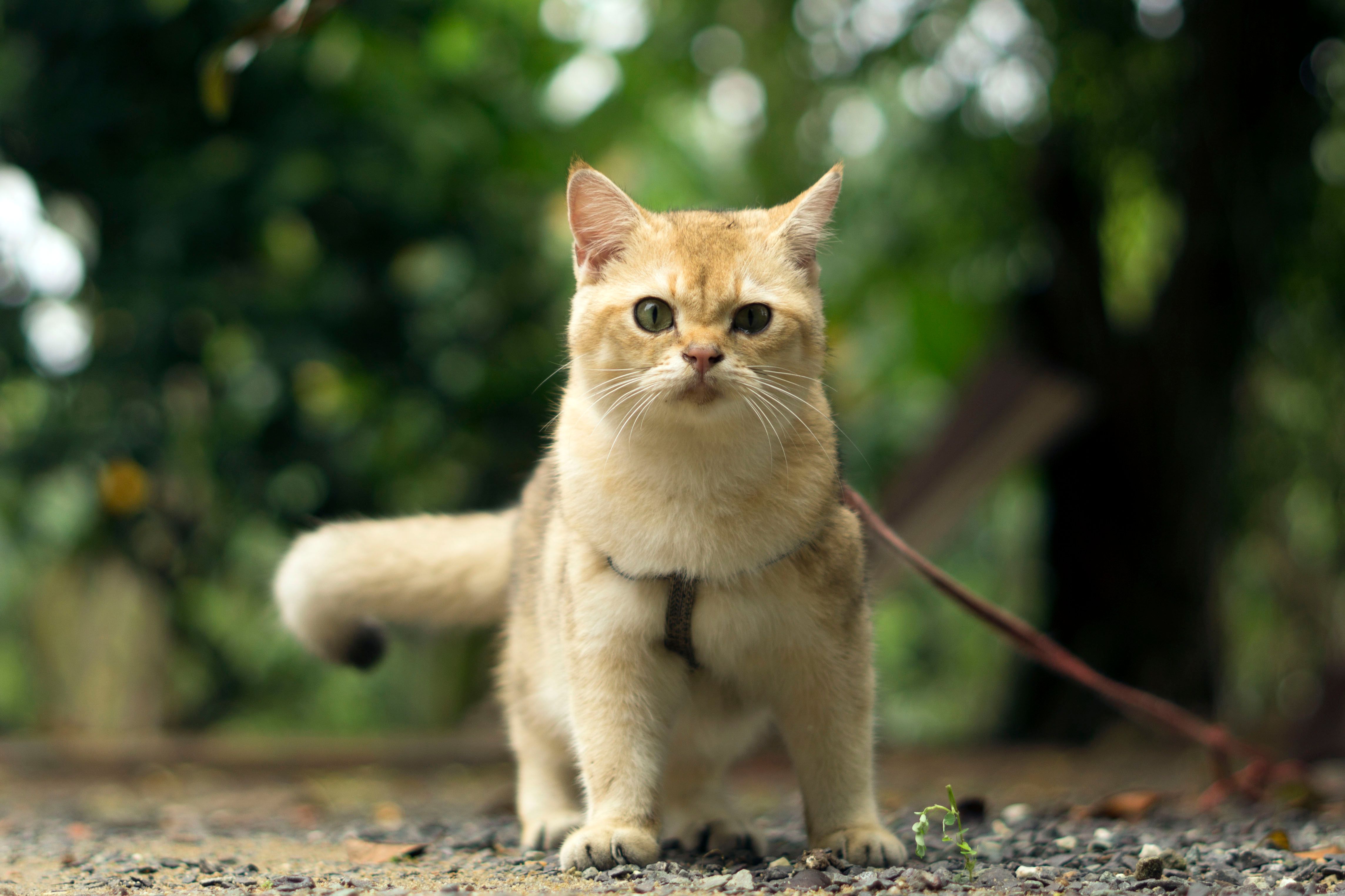 Fluffy Furry Cat by Fence · Free Stock Photo