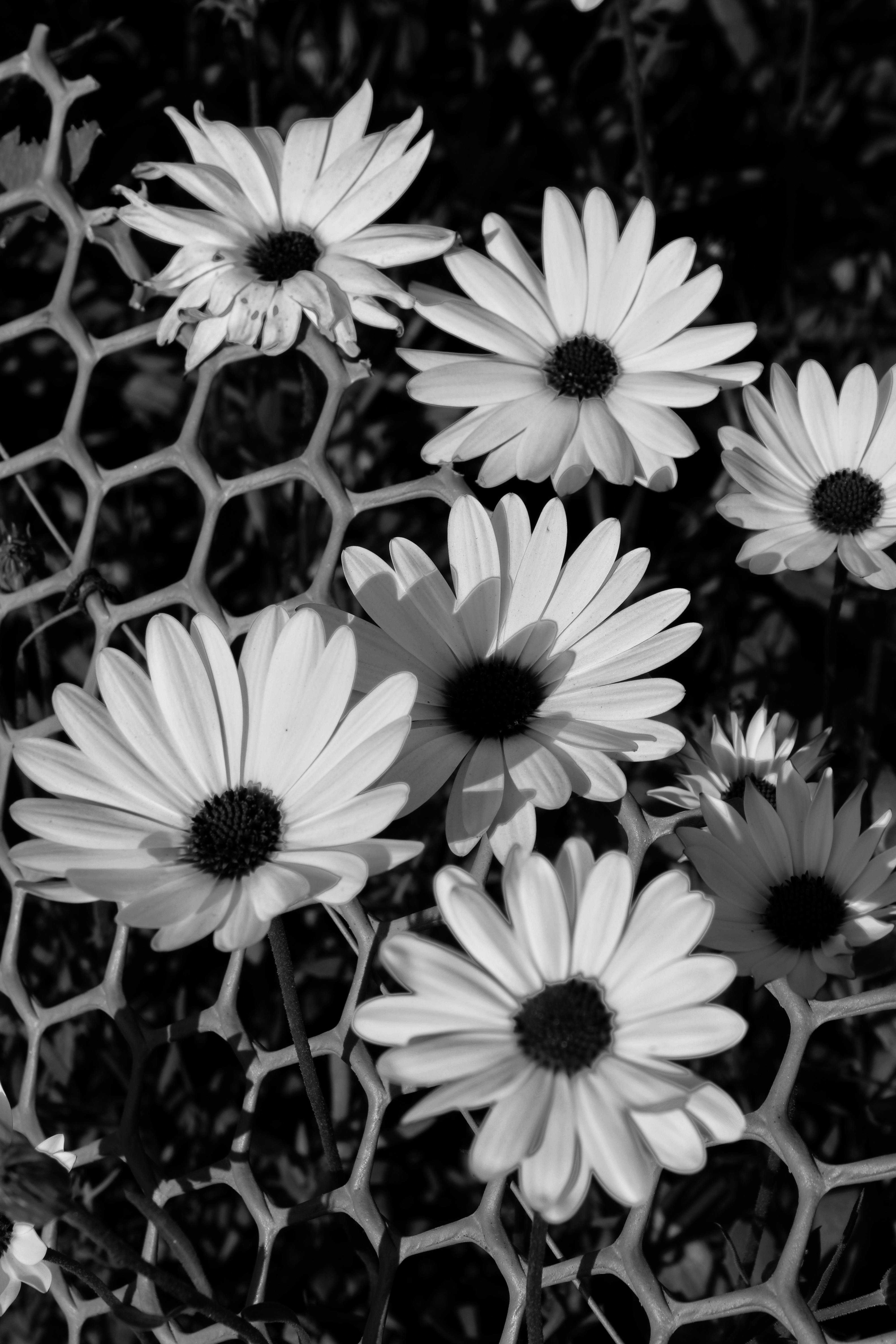 Black and White Photo of Daisies · Free Stock Photo