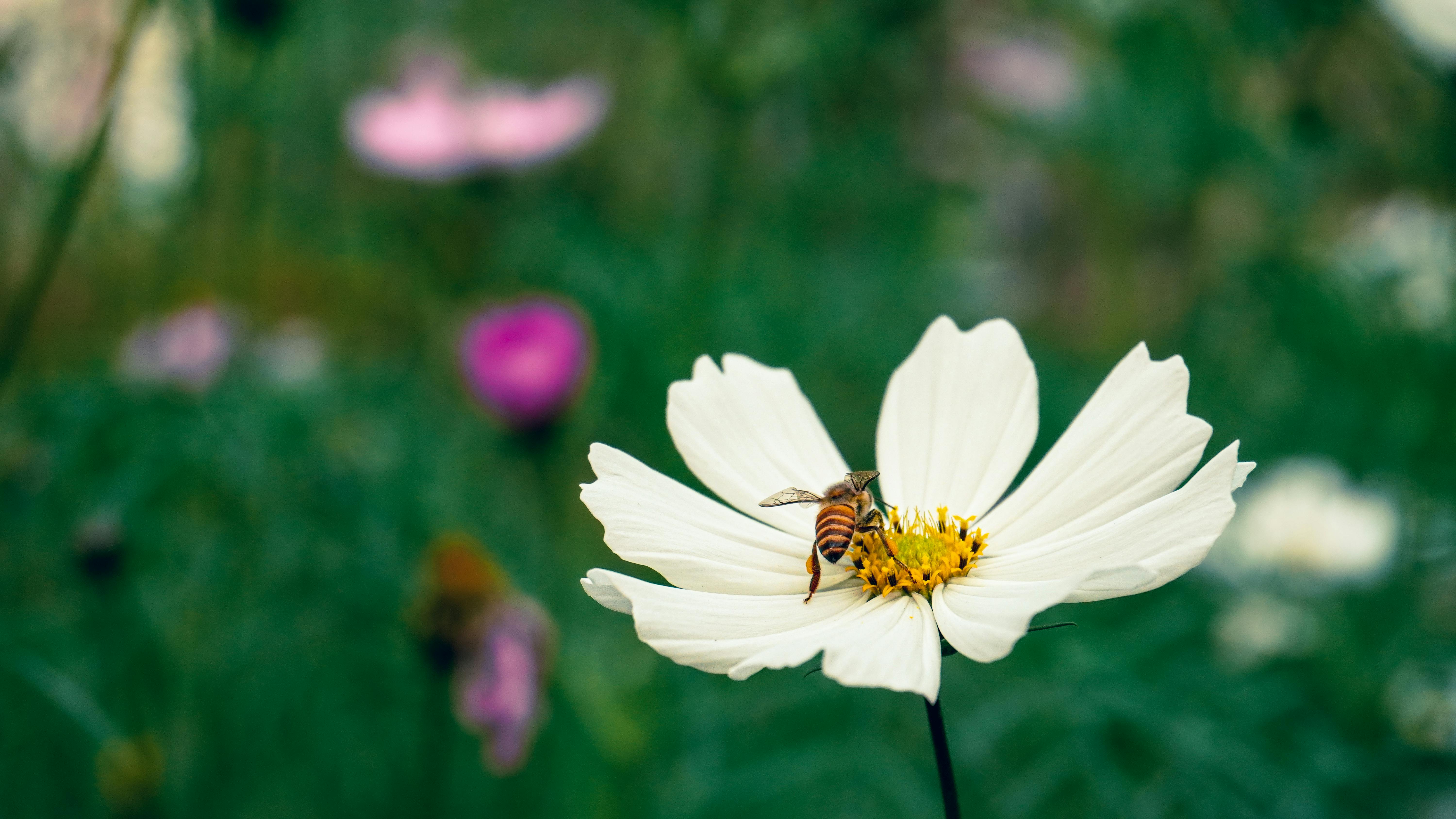 Colorful Flowers Side by Side · Free Stock Photo