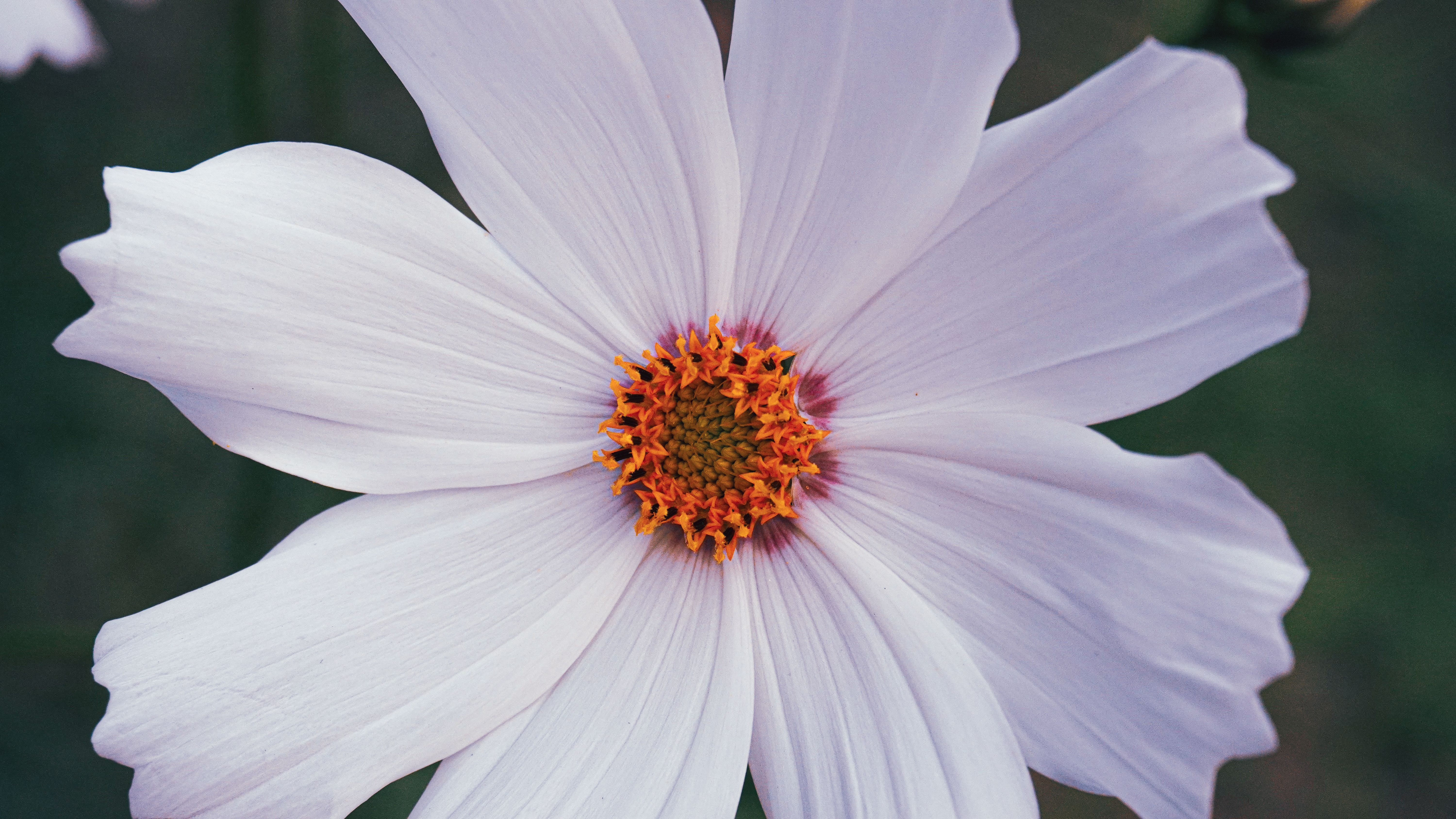 Extreme Close-up of a White Flower · Free Stock Photo