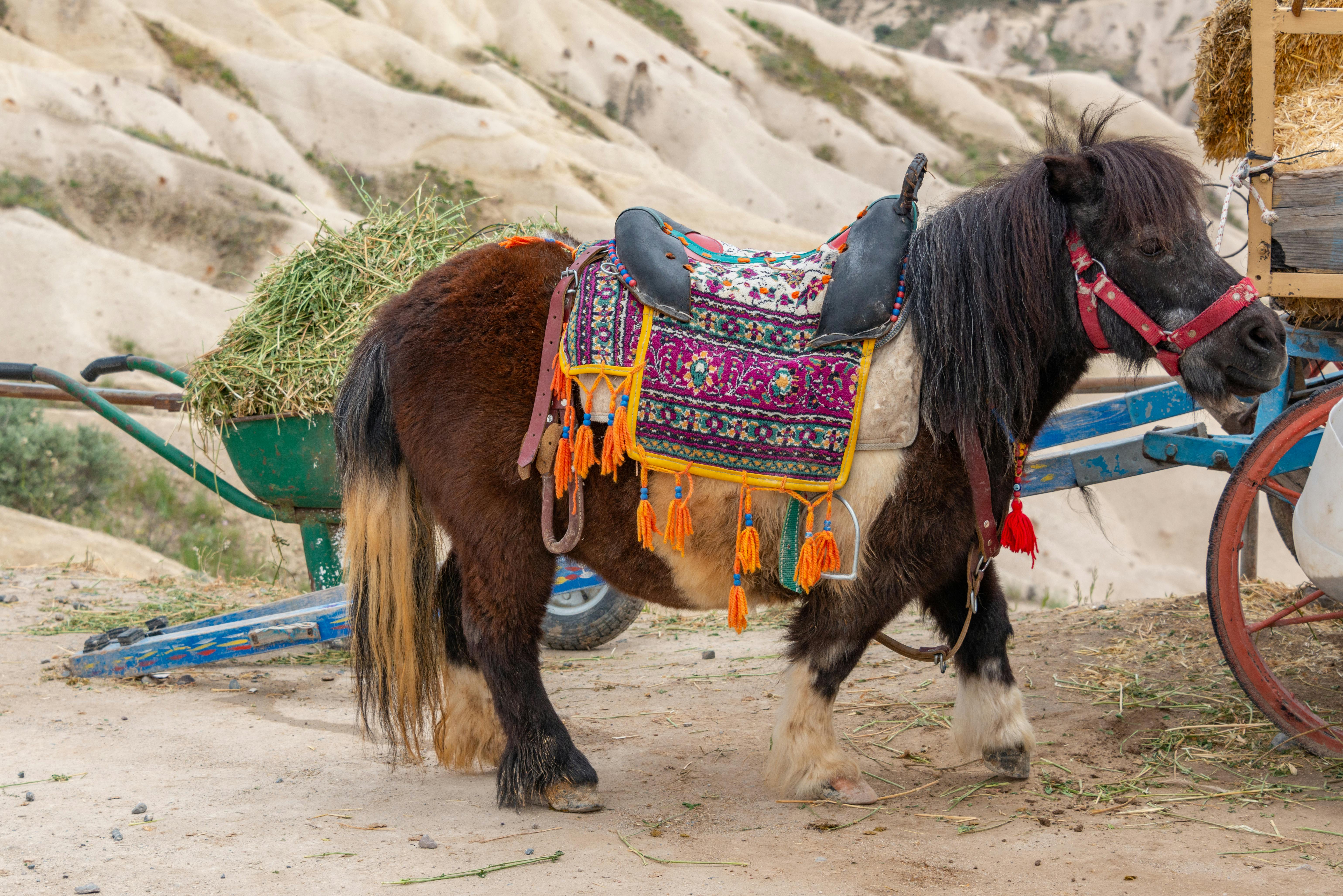 Photo of a Saddled Pony · Free Stock Photo