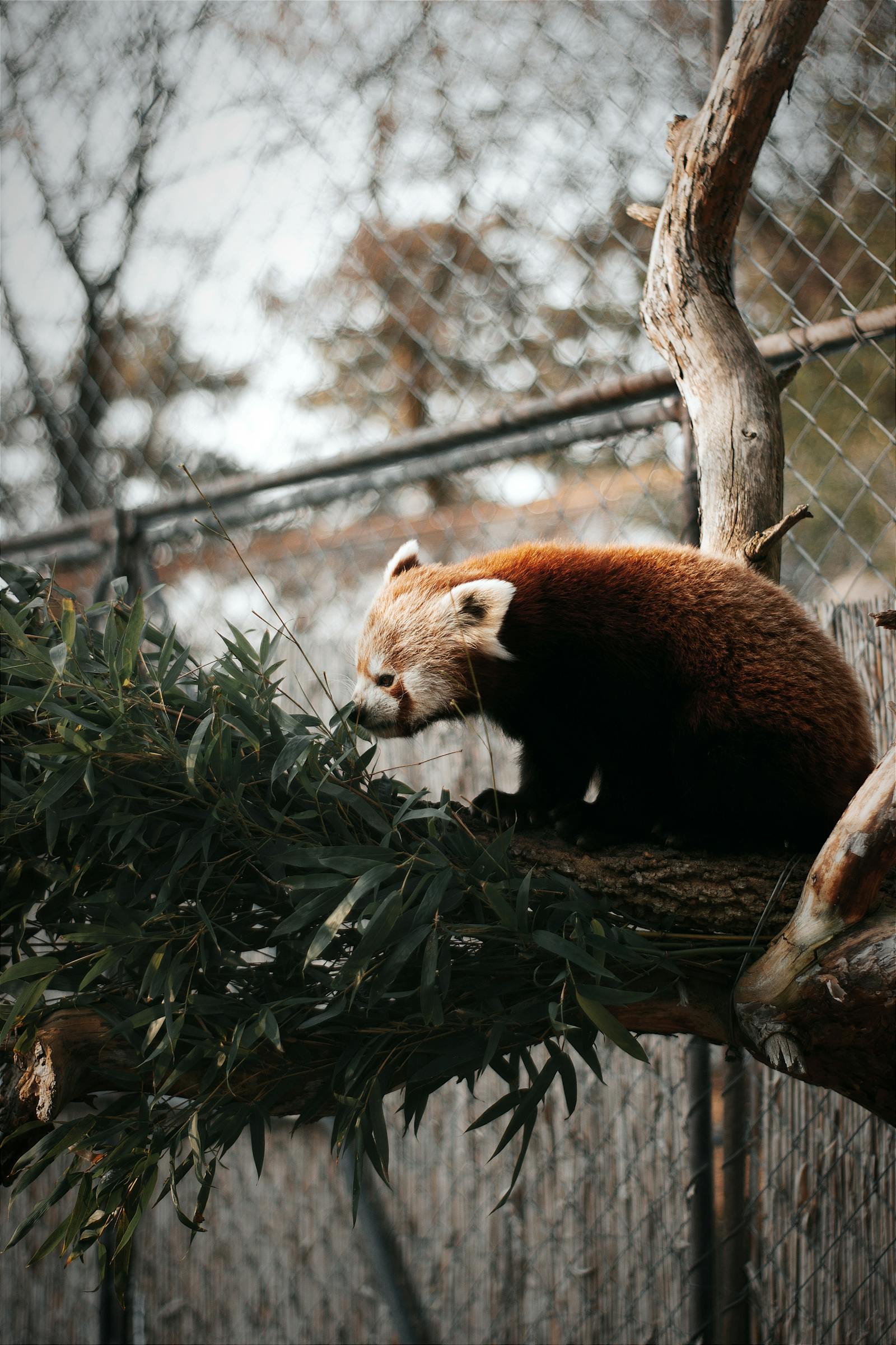 Red Panda Photos, Download The BEST Free Red Panda Stock Photos & HD Images