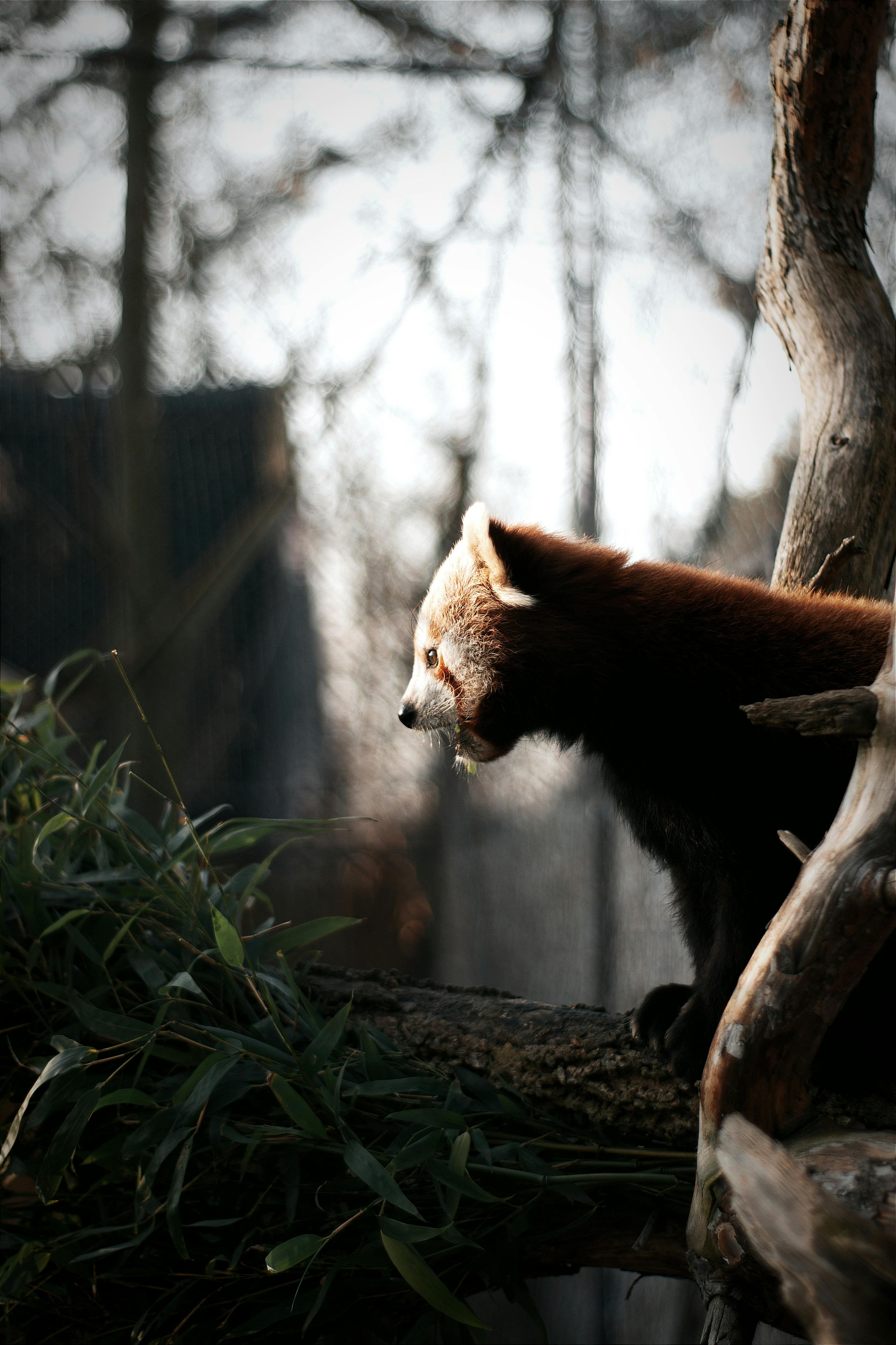 Portrait of Sitting Panda · Free Stock Photo
