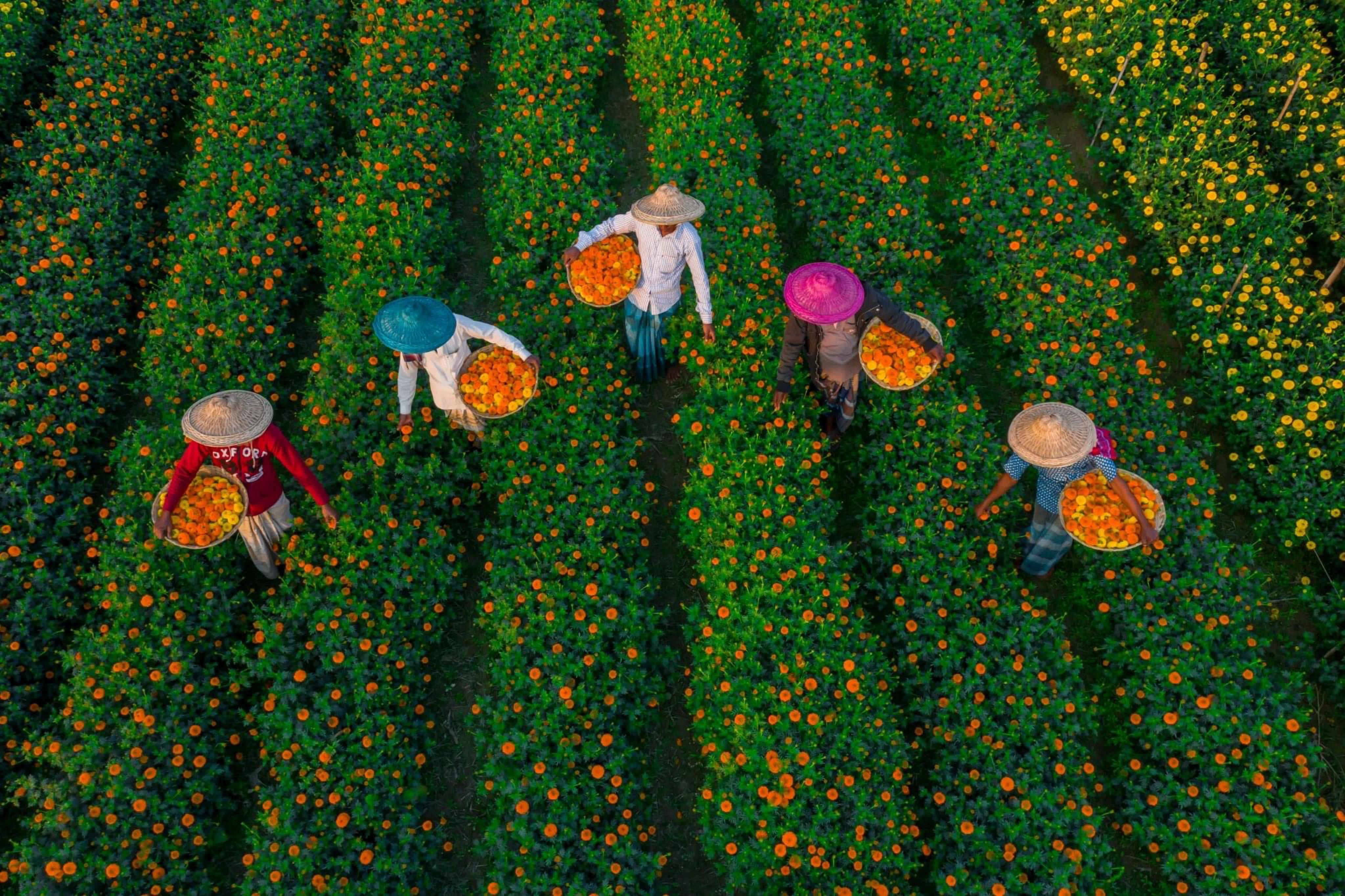 Tuber Crops Photos, Download The BEST Free Tuber Crops Stock Photos ...