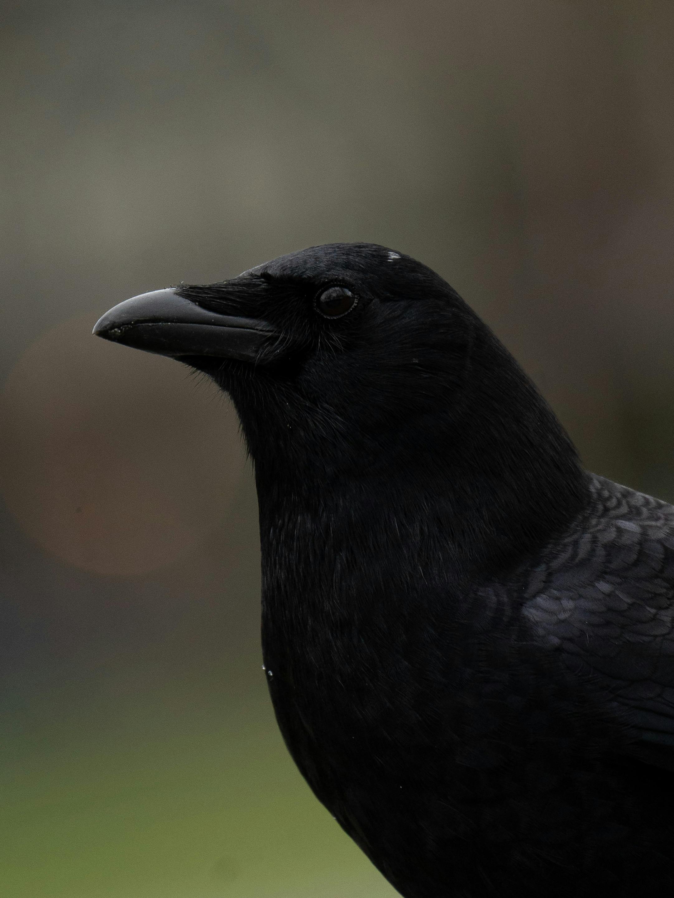 Corvidae Photos, Download The BEST Free Corvidae Stock Photos & HD Images