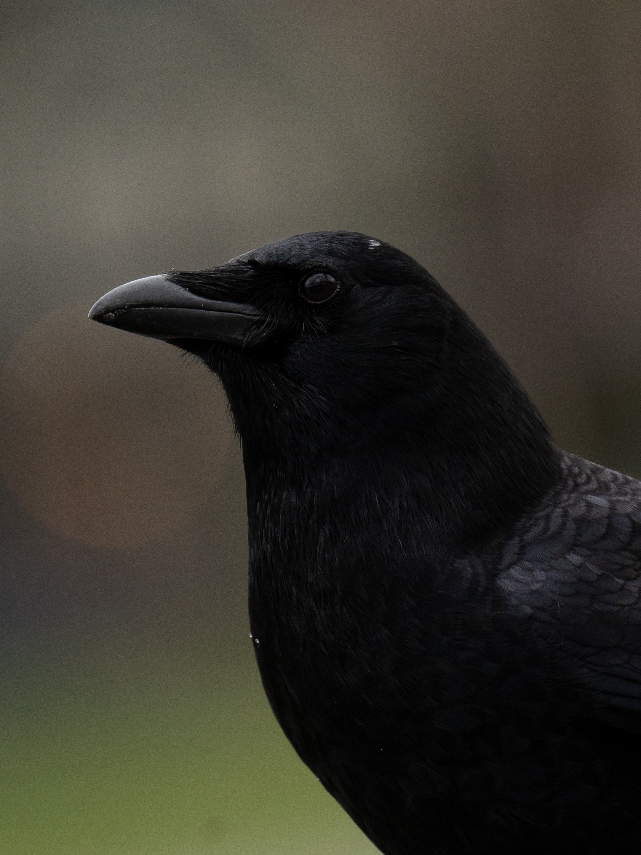 A black crow is looking at the camera · Free Stock Photo