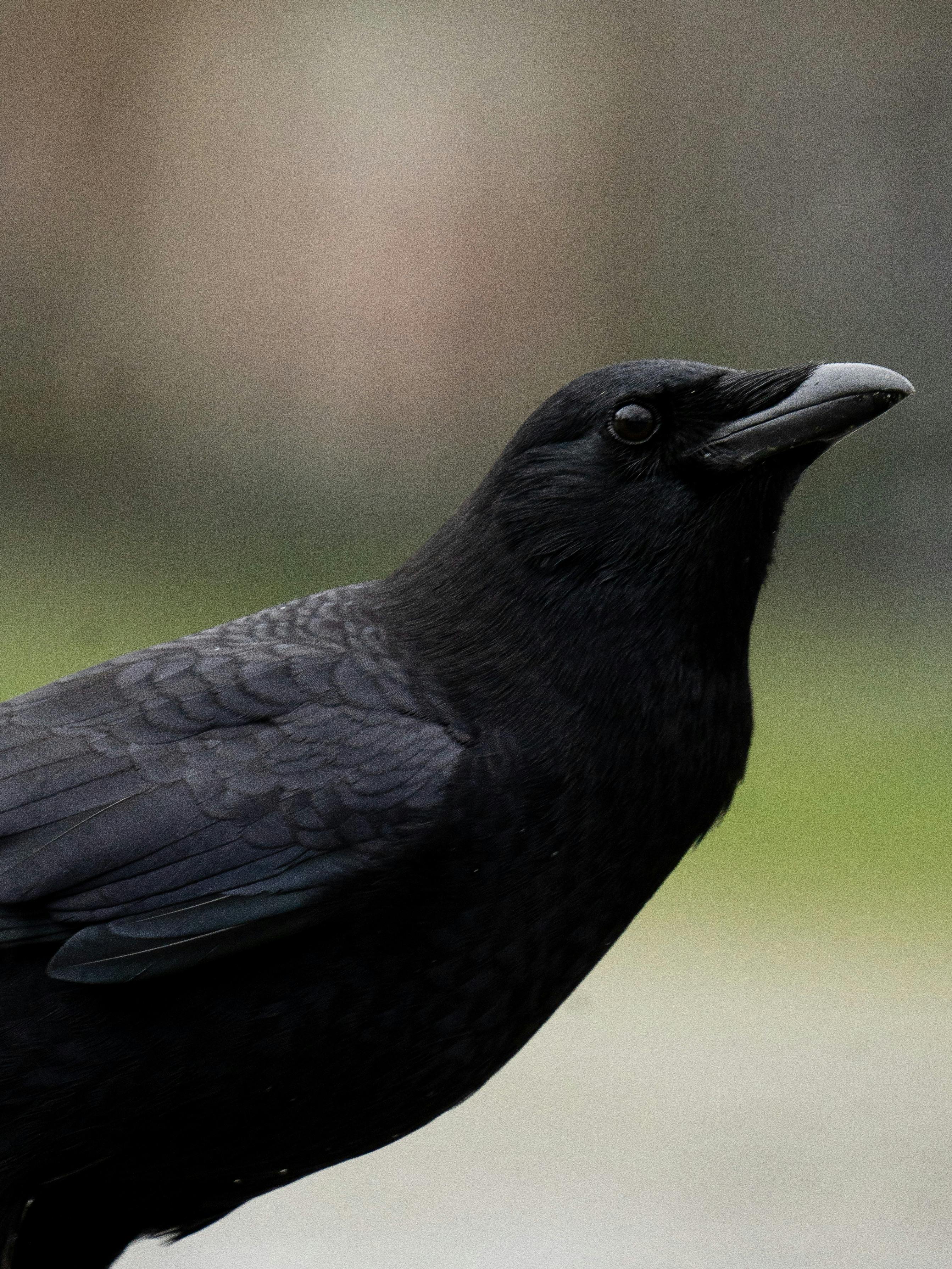 Shallow Focus of Crow · Free Stock Photo