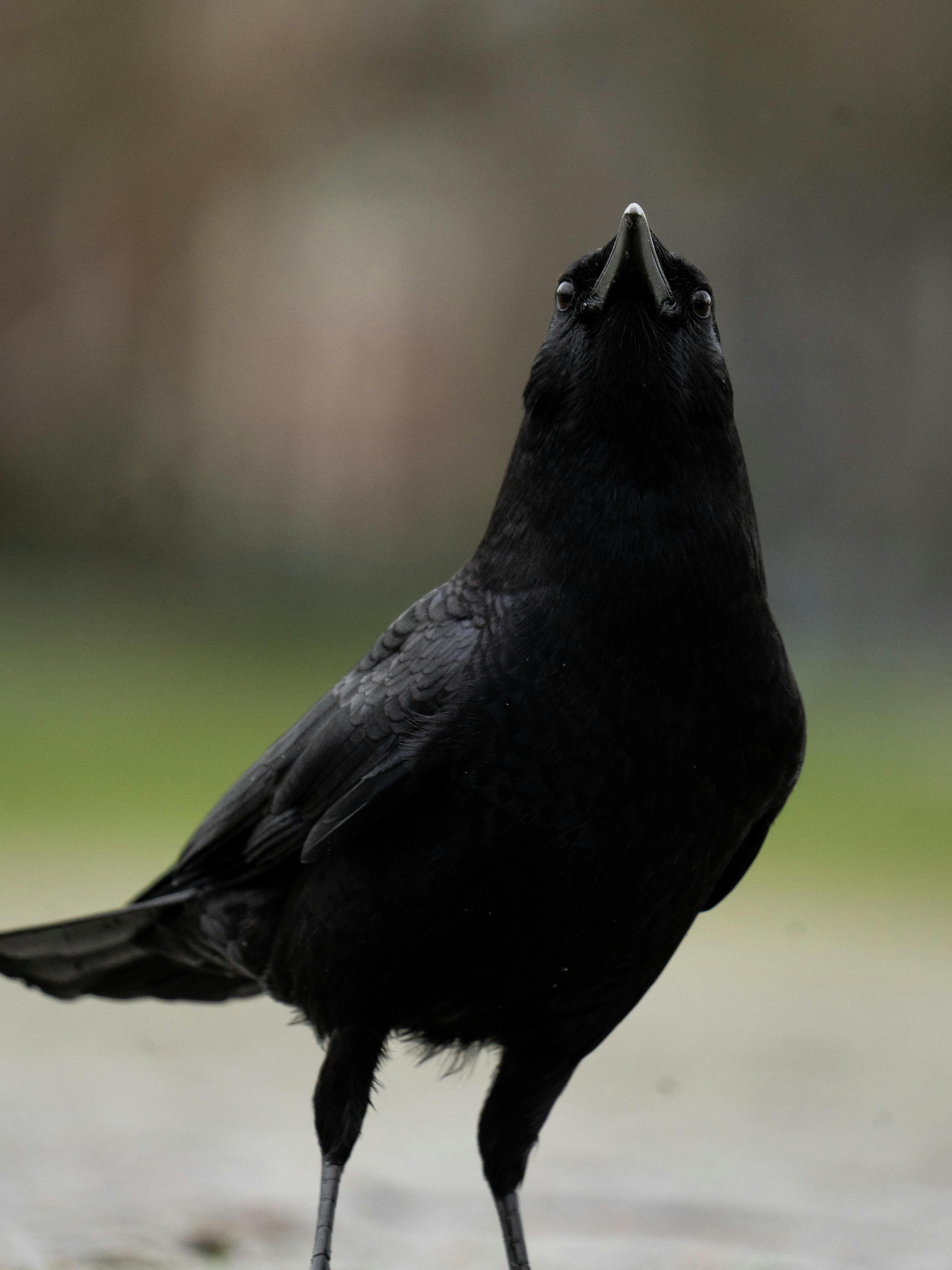 Close-up of a Crow · Free Stock Photo