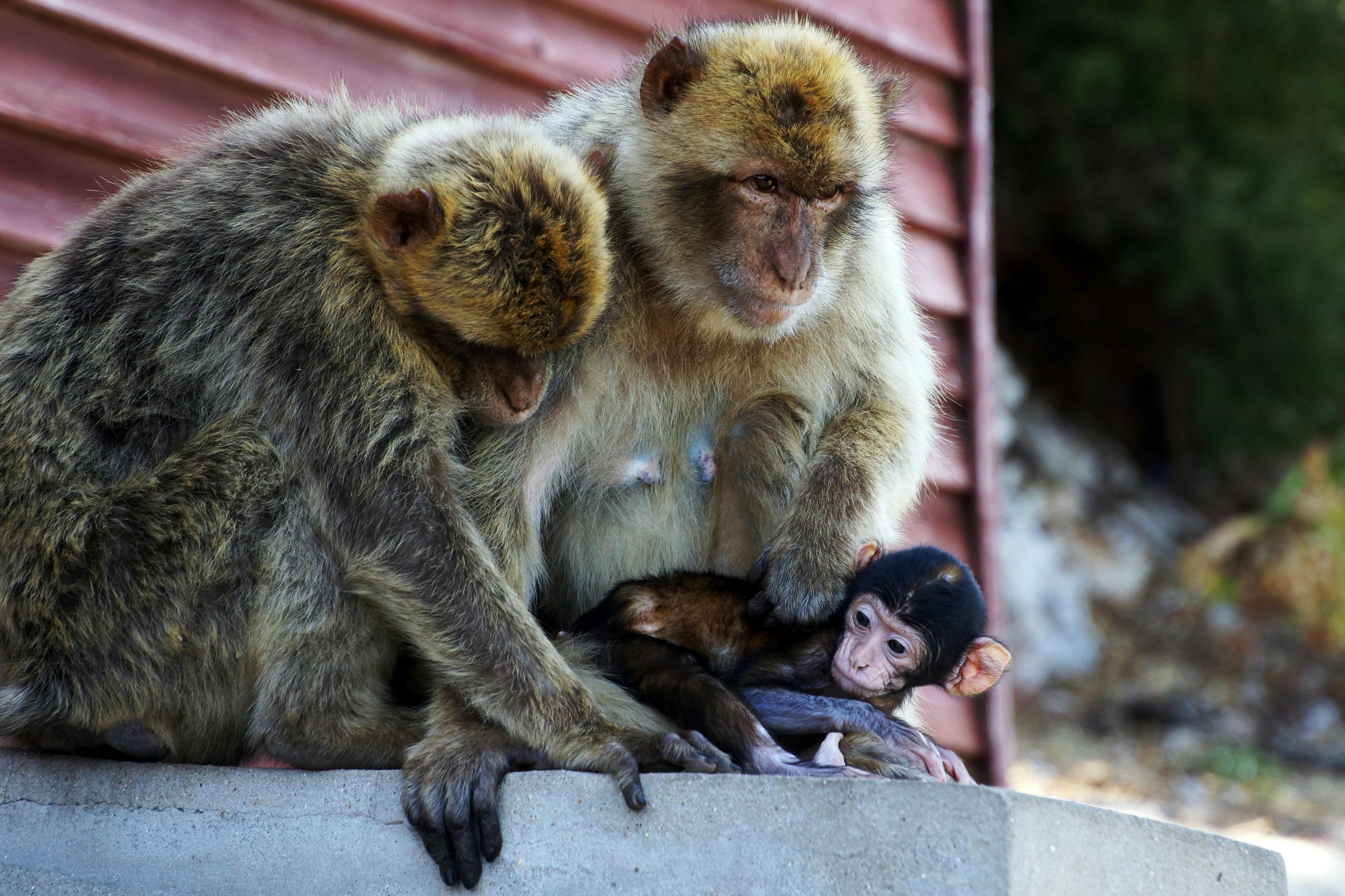 Macaques with a Baby · Free Stock Photo