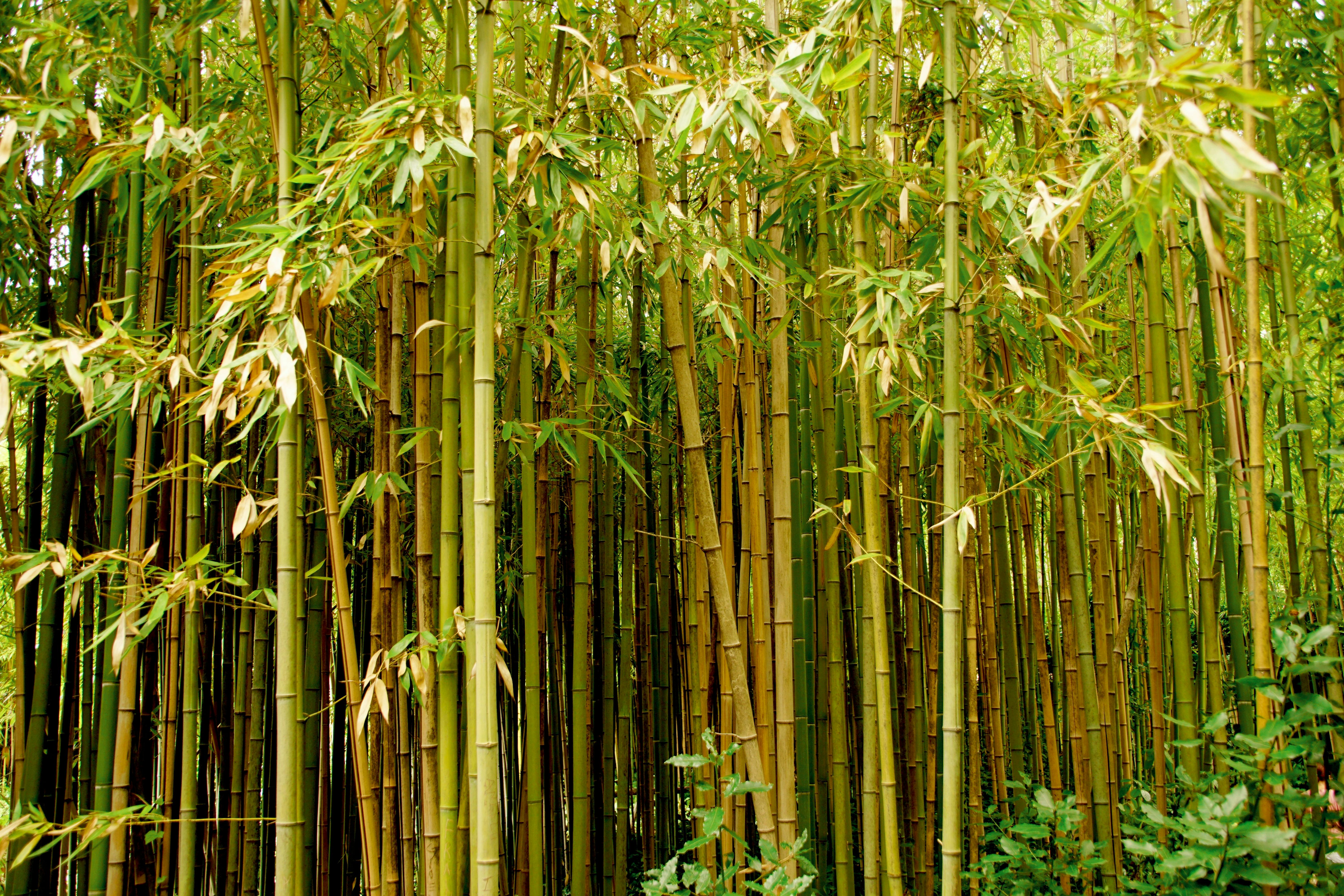 Photo of a Bamboo Forest · Free Stock Photo