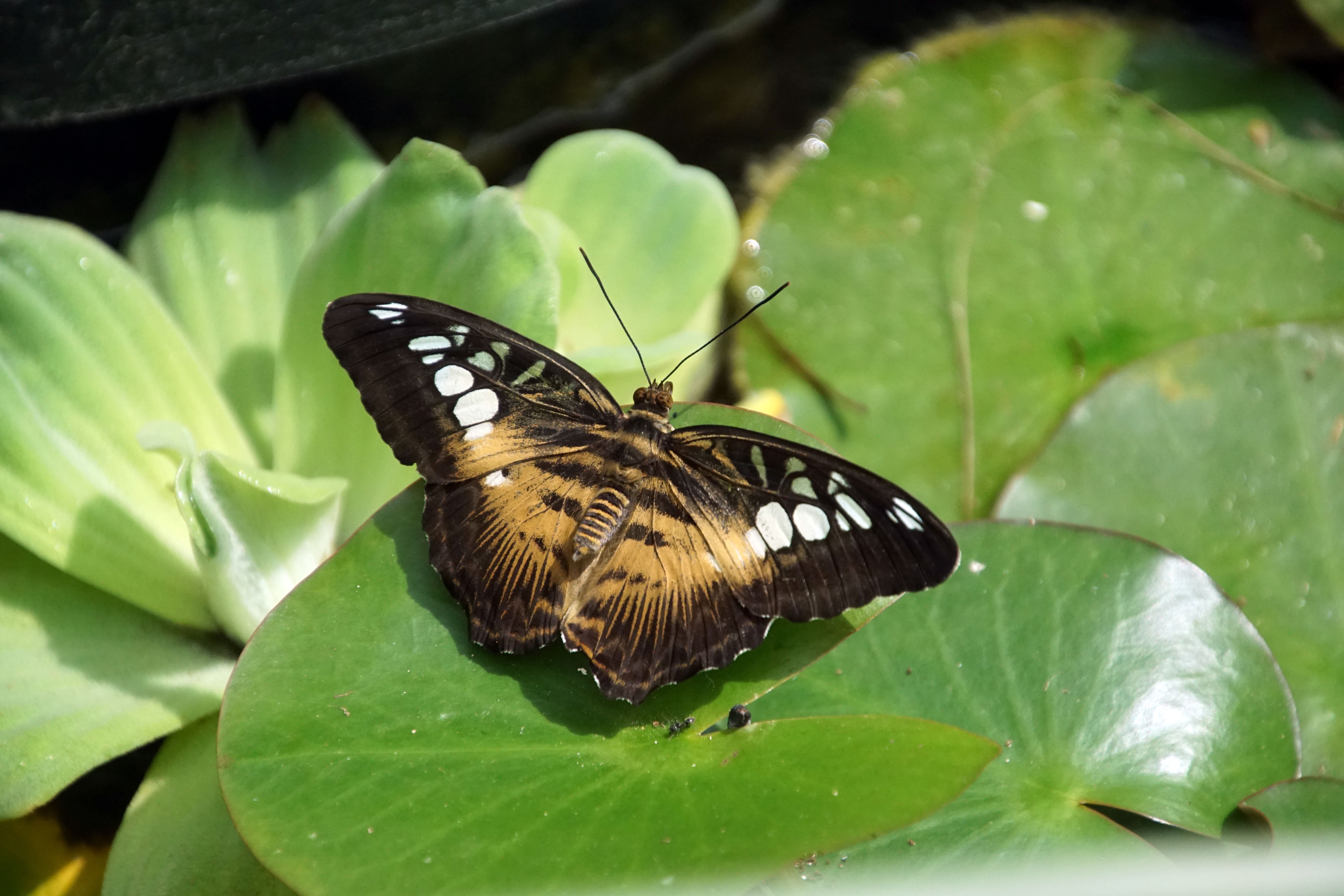 Close up of Black Butterflies · Free Stock Photo
