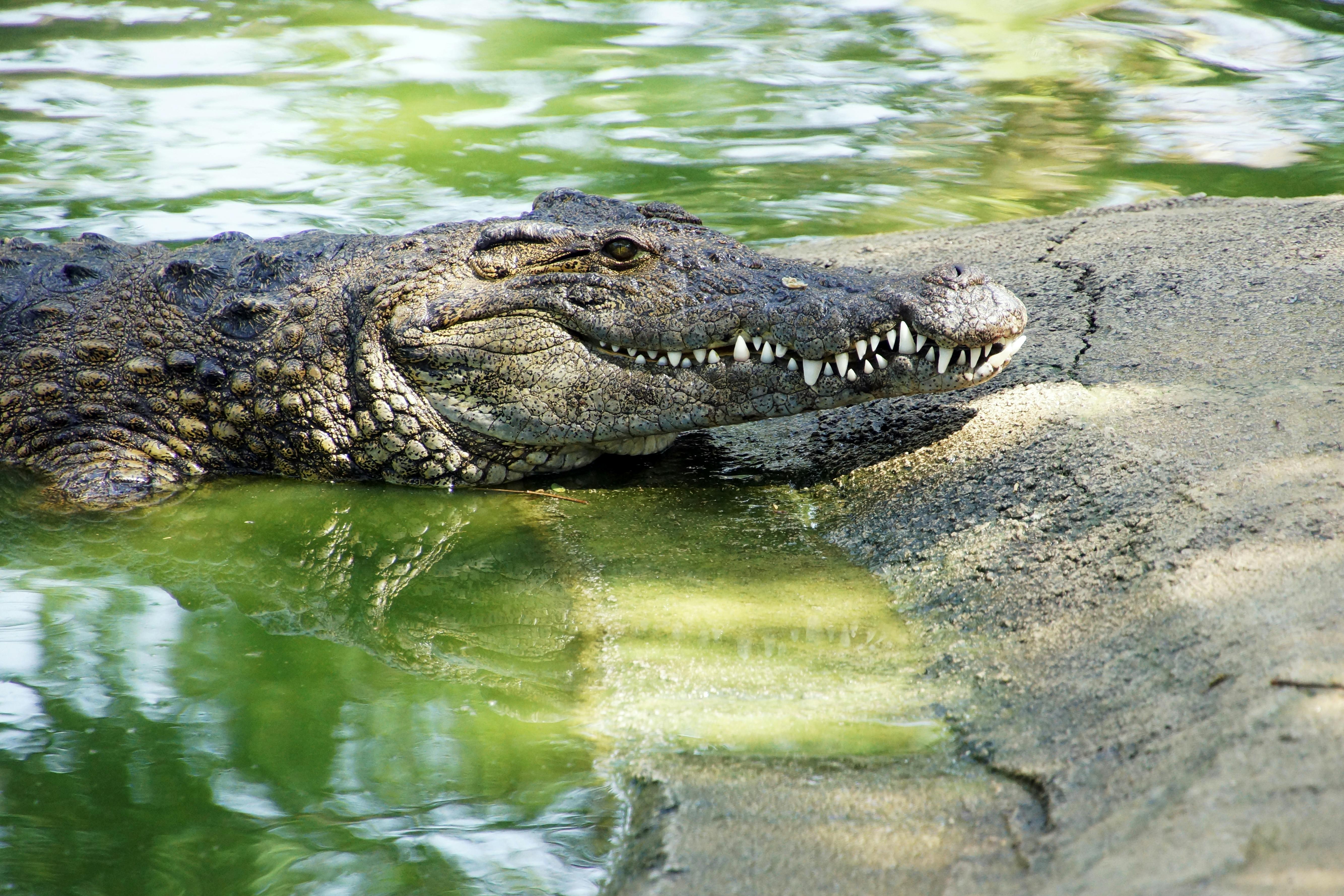 Alligator on a Beach · Free Stock Photo