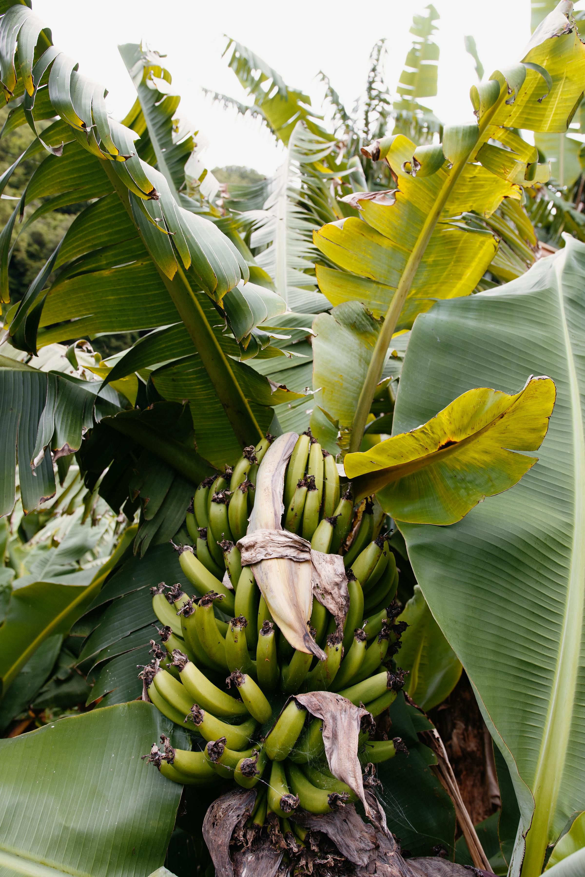 Close-up of a Banana Tree with Fruit · Free Stock Photo