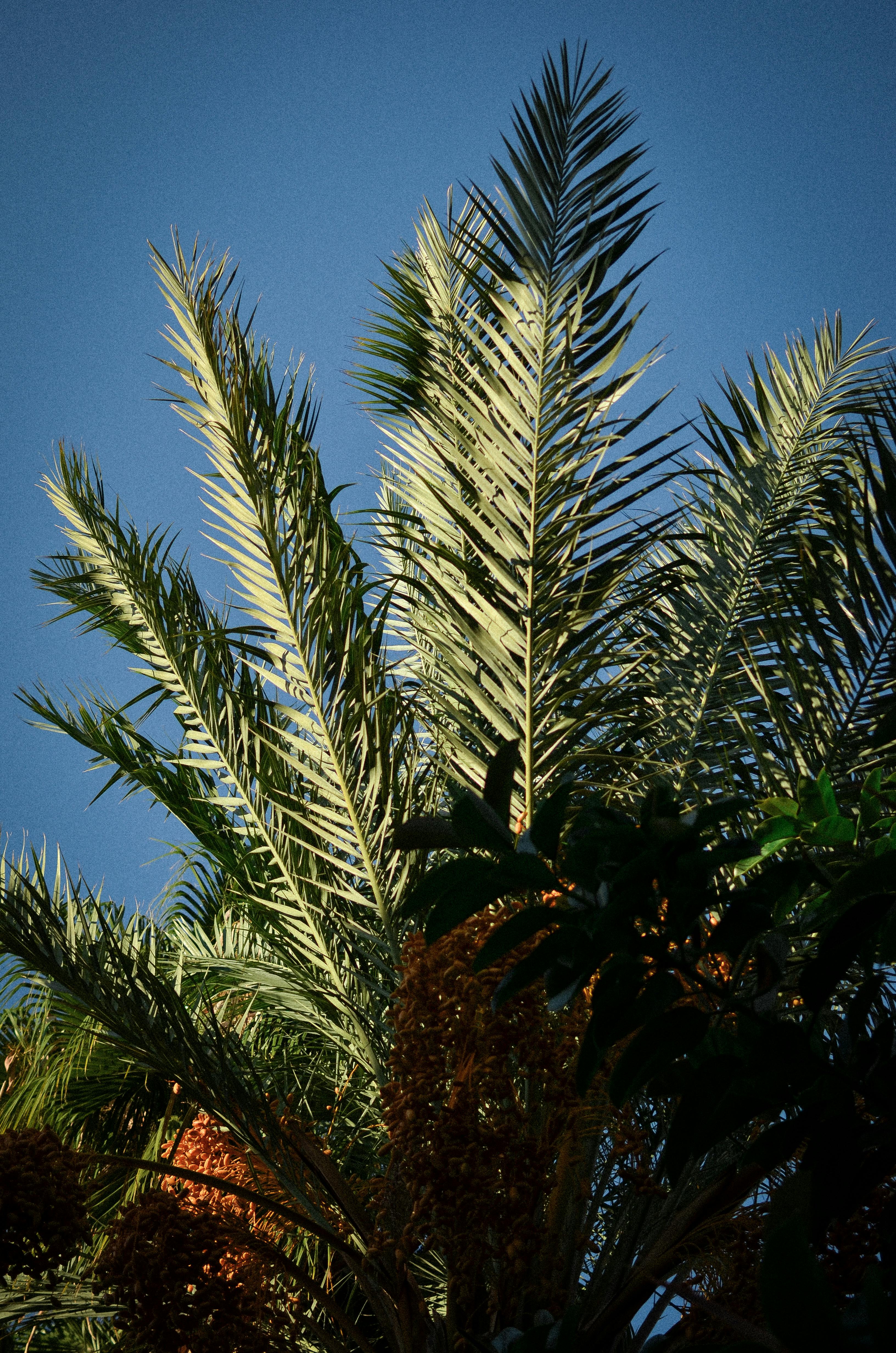 Palm Trees · Free Stock Photo