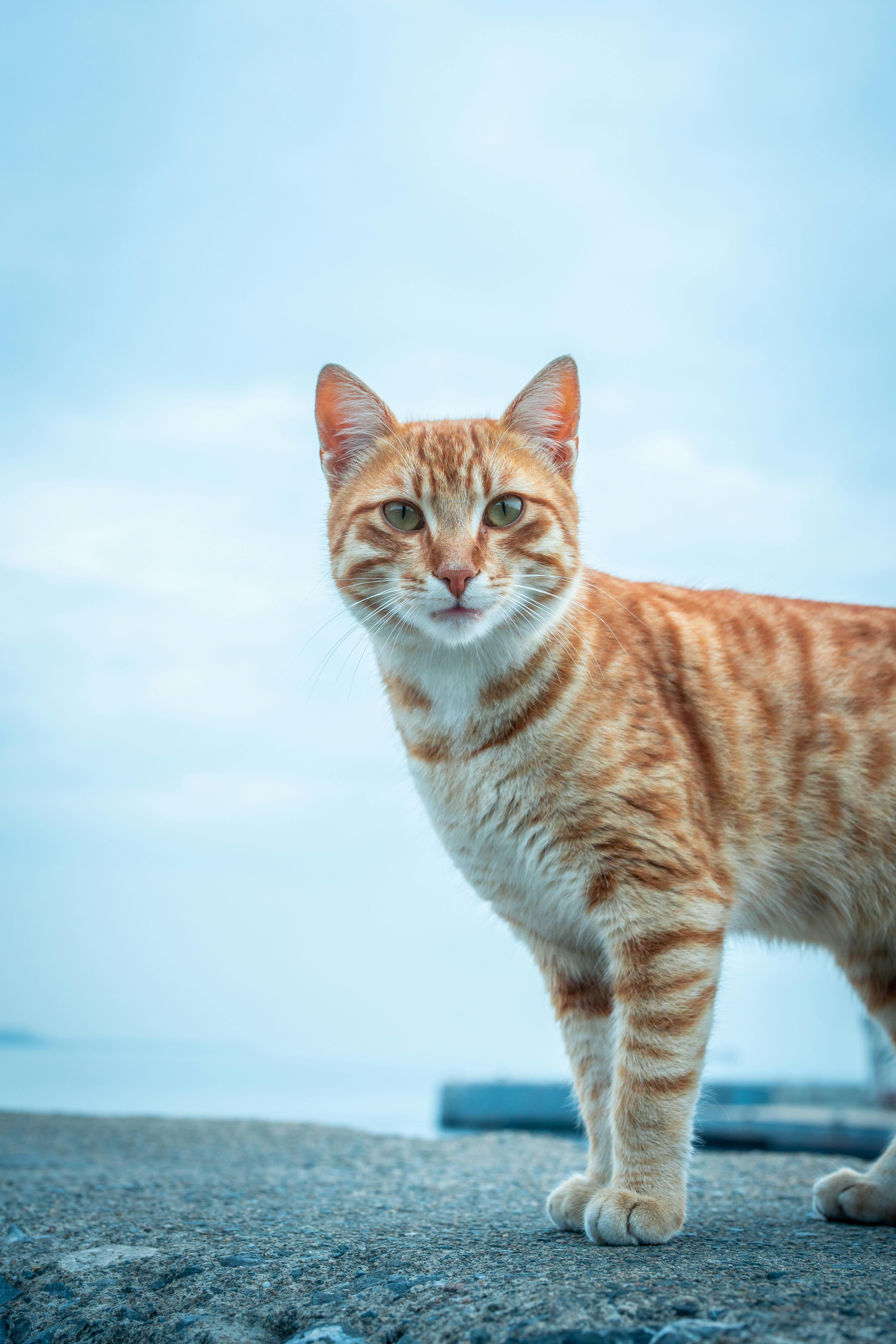 Hand Holding Kitten · Free Stock Photo