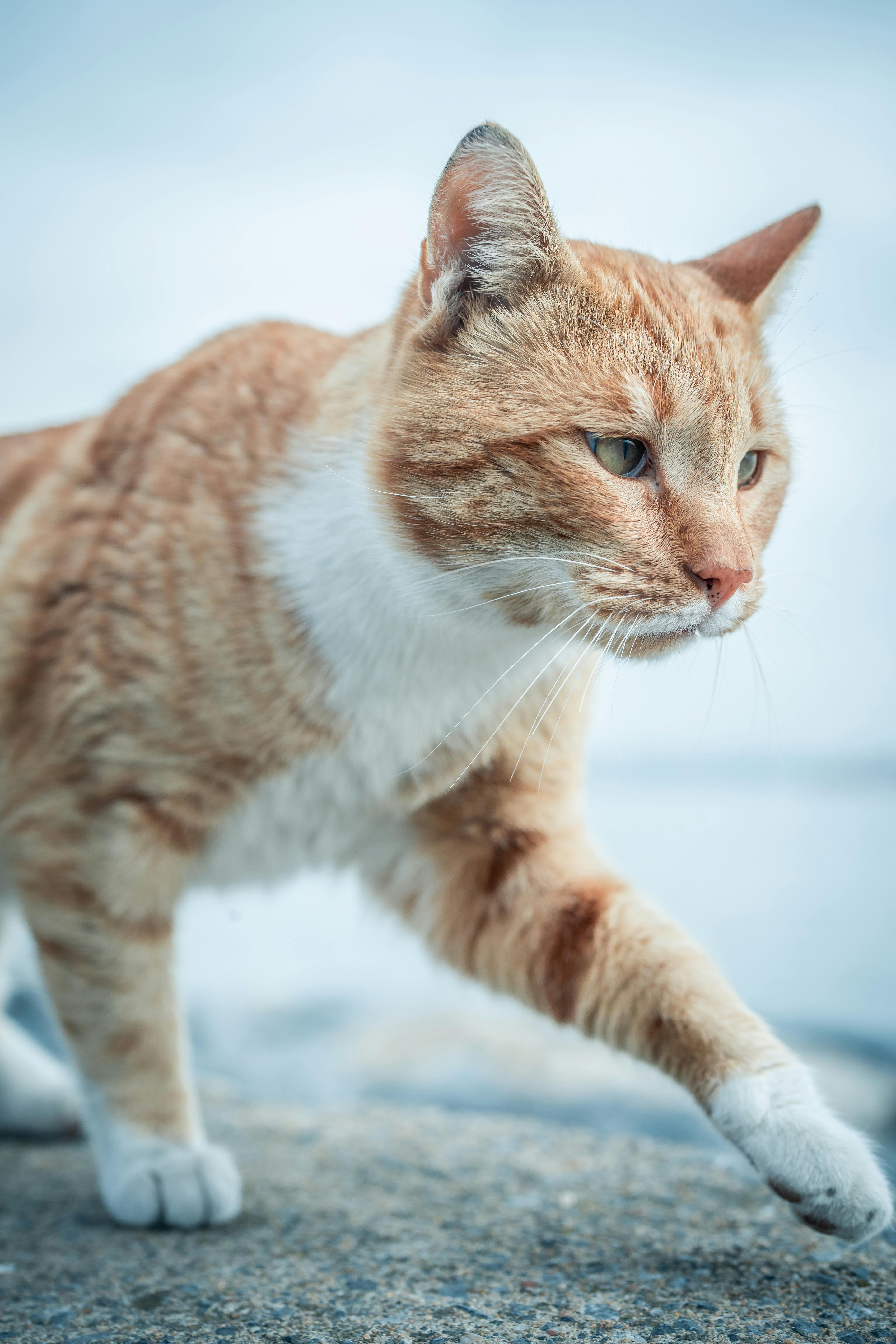 Close-up Photo of a Sneaking Cat · Free Stock Photo
