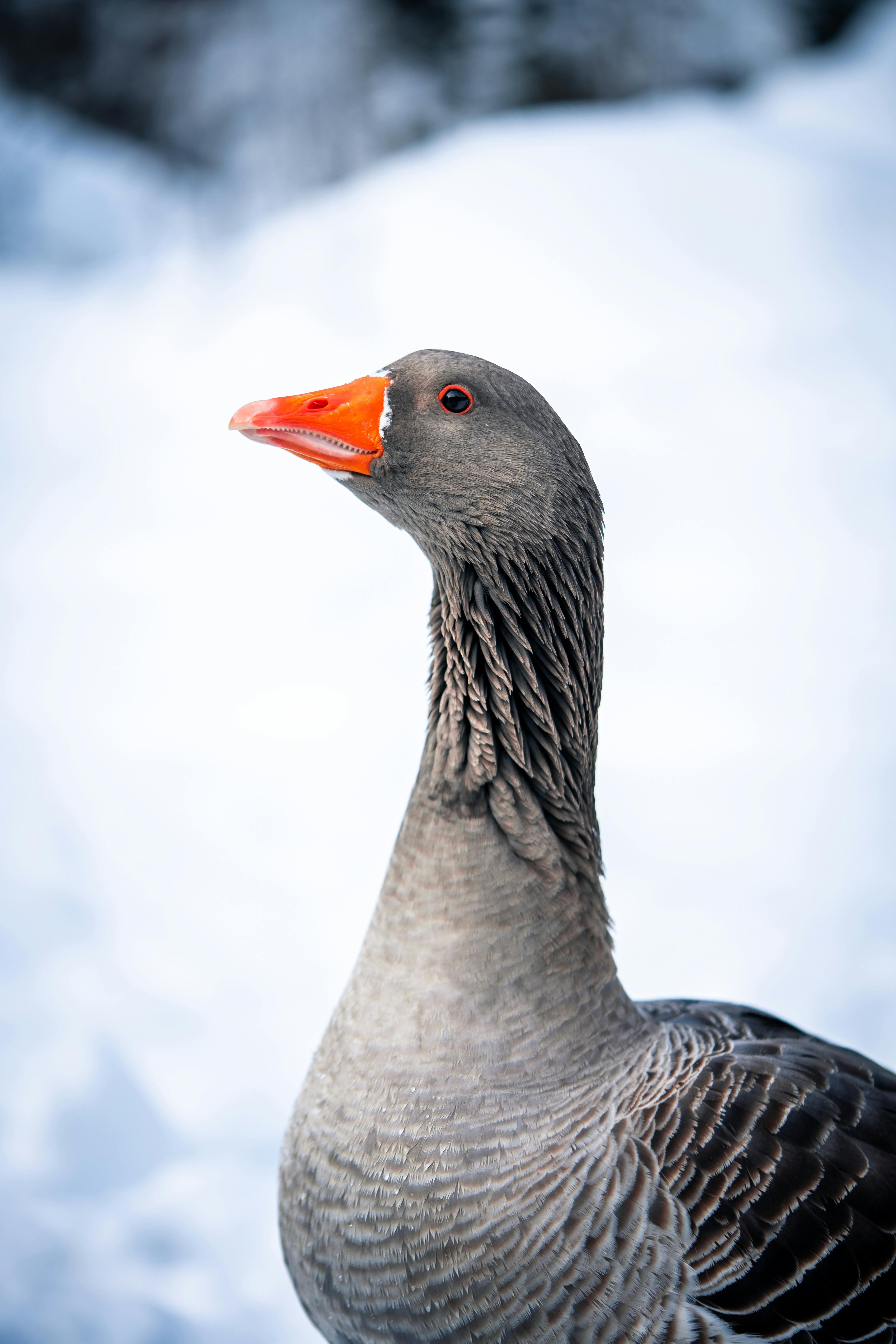 Photo of a Goose · Free Stock Photo