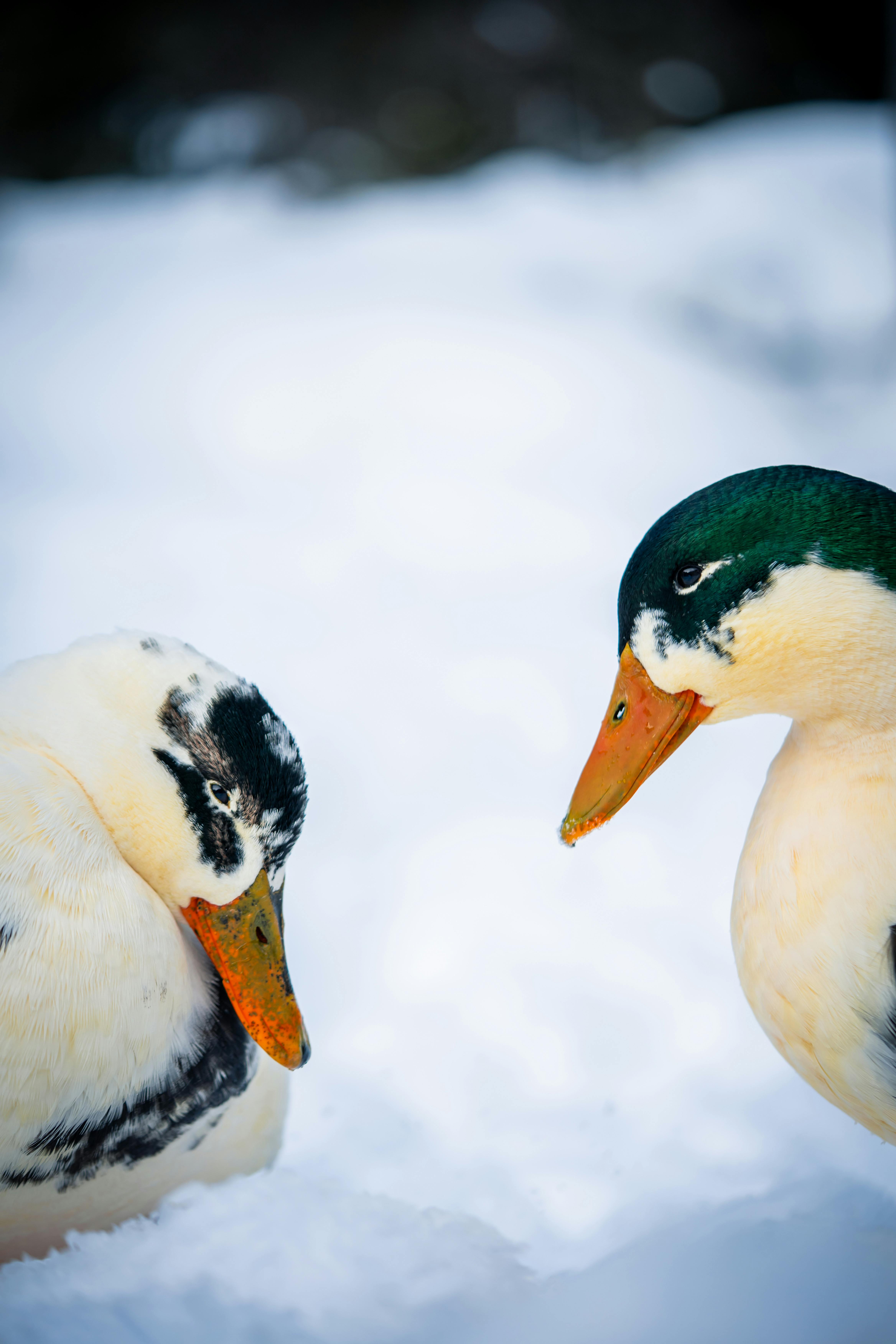 Birds in Snow · Free Stock Photo
