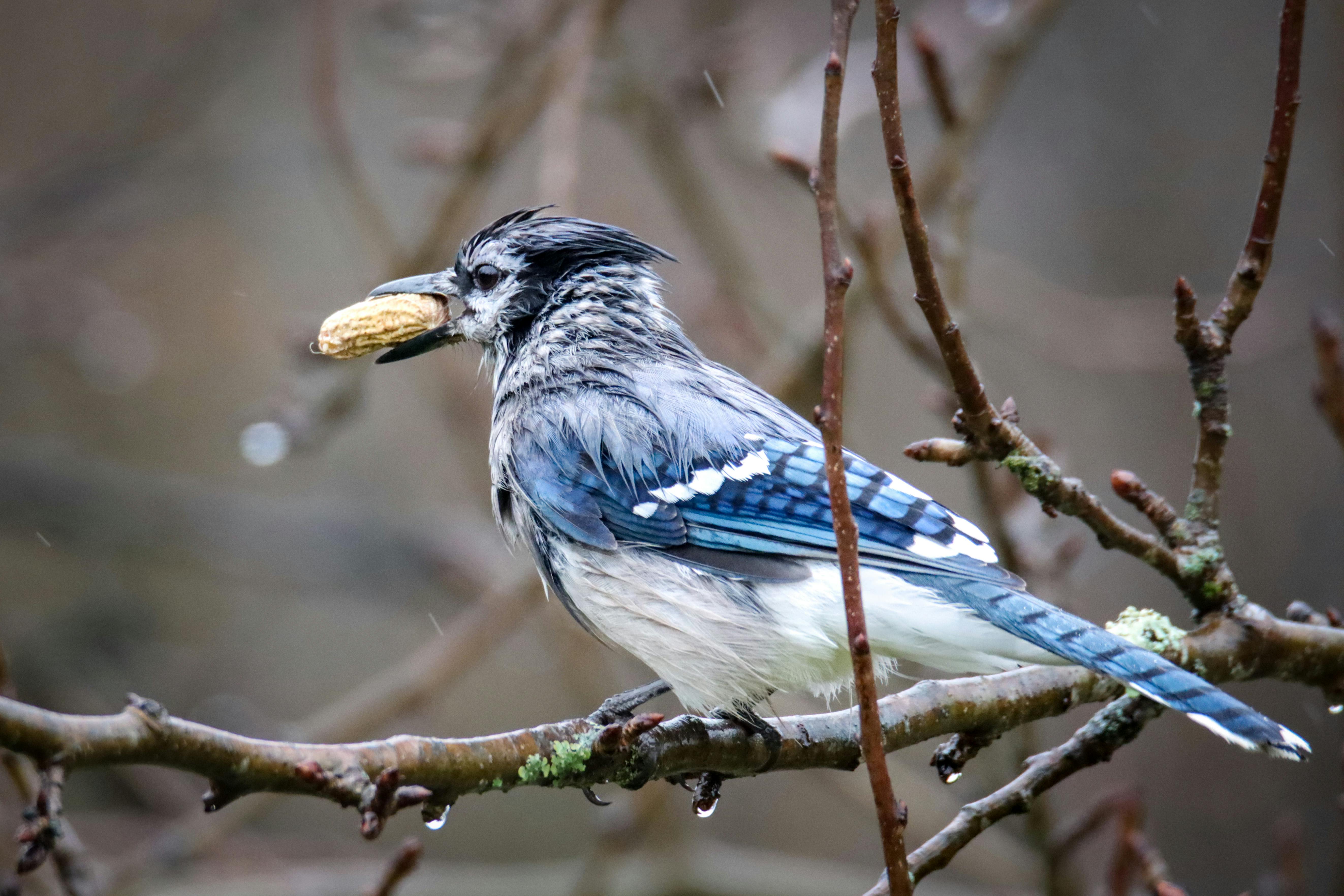 Bird with Nut · Free Stock Photo