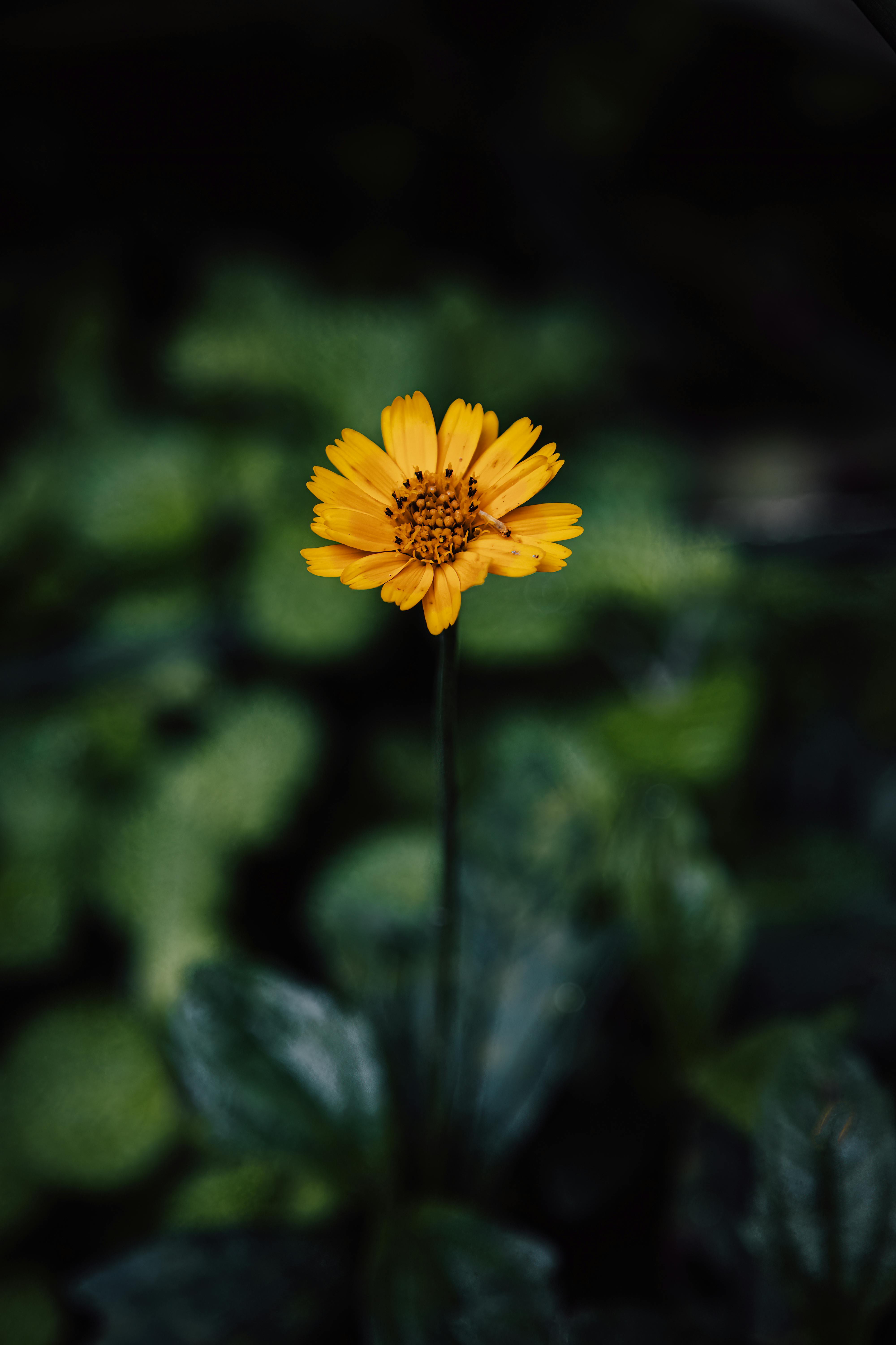 Ajwain Flower Photos, Download The BEST Free Ajwain Flower Stock Photos ...