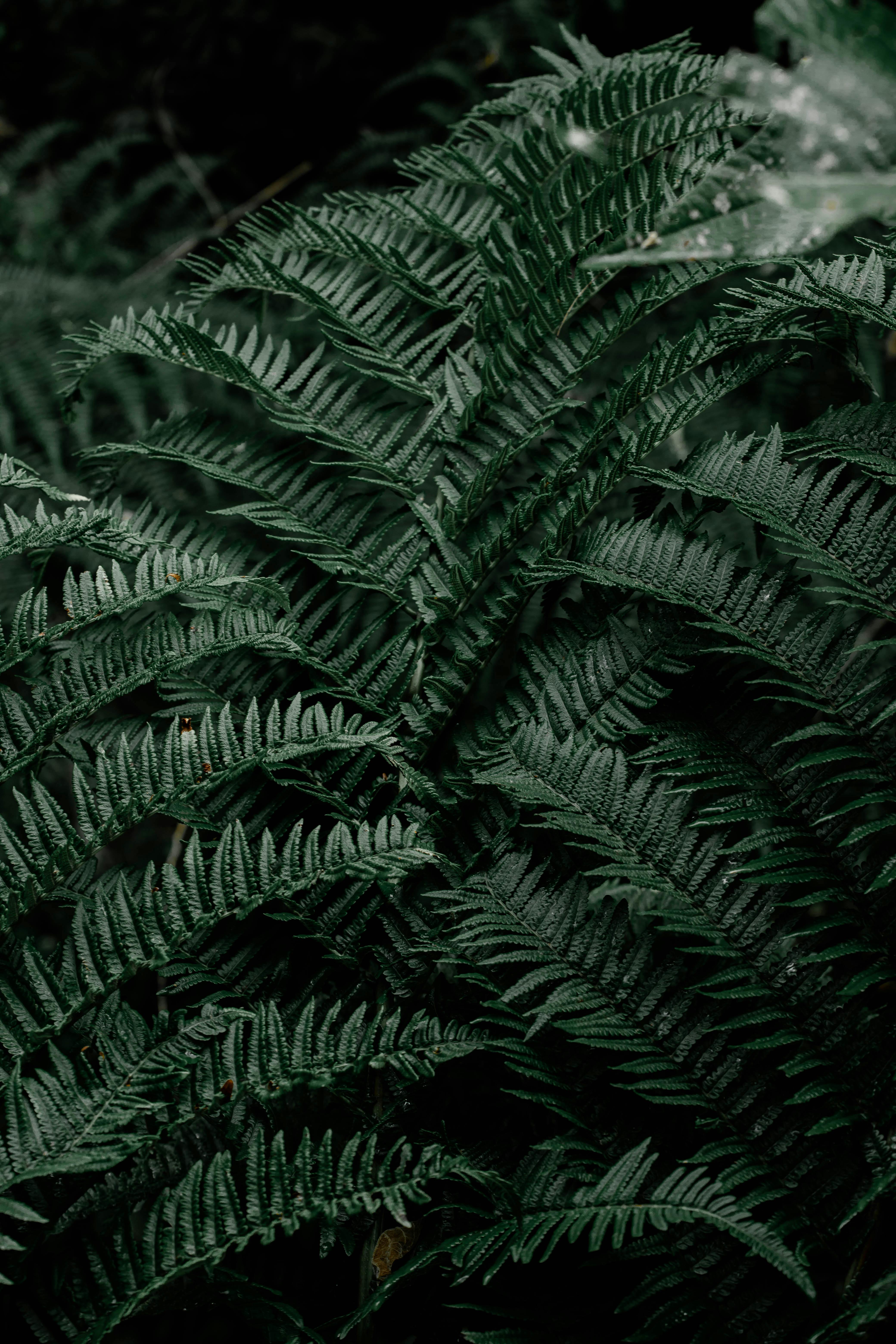 Randers Rainforest Photos, Download The BEST Free Randers Rainforest ...