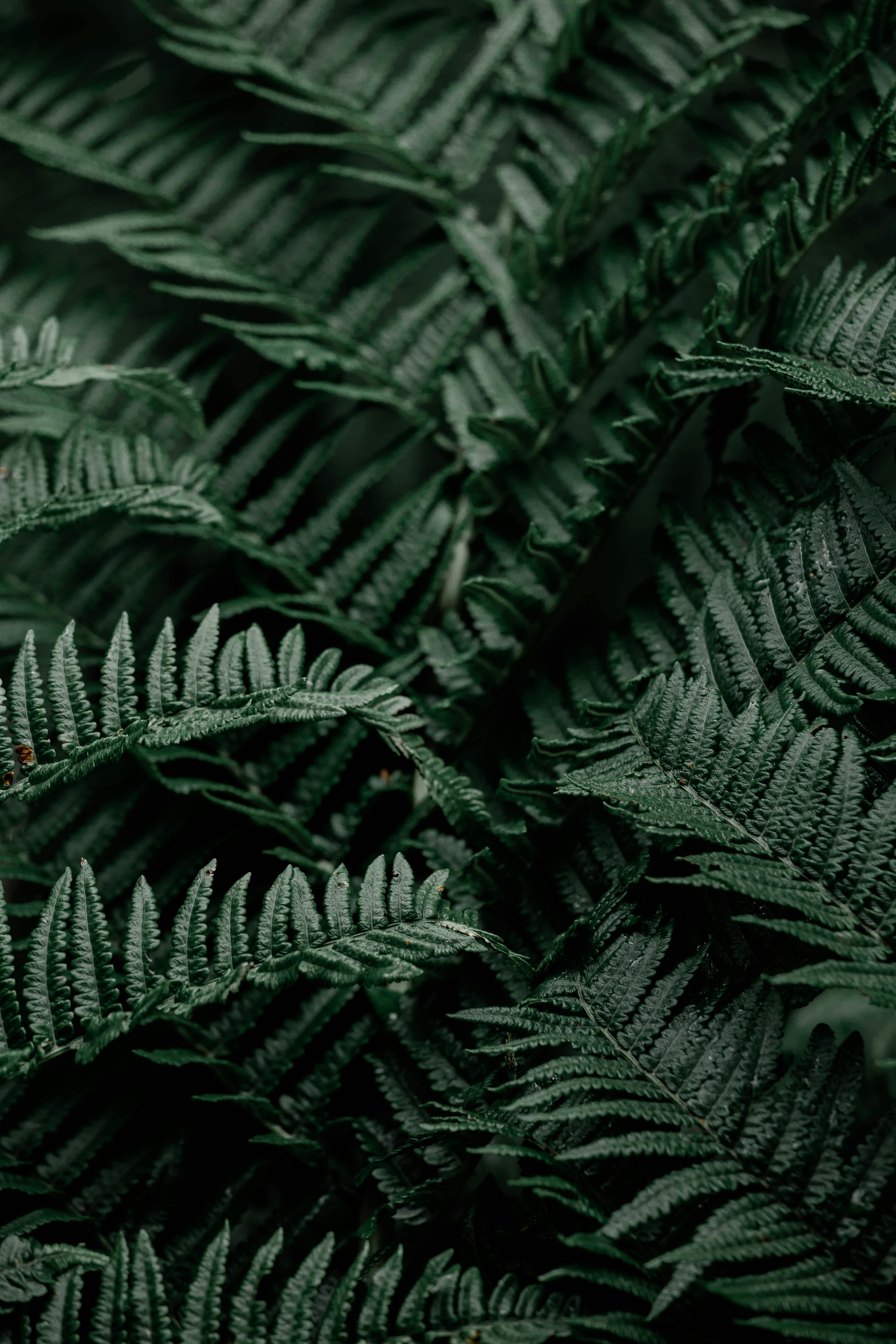 Dark Leaves Texture · Free Stock Photo