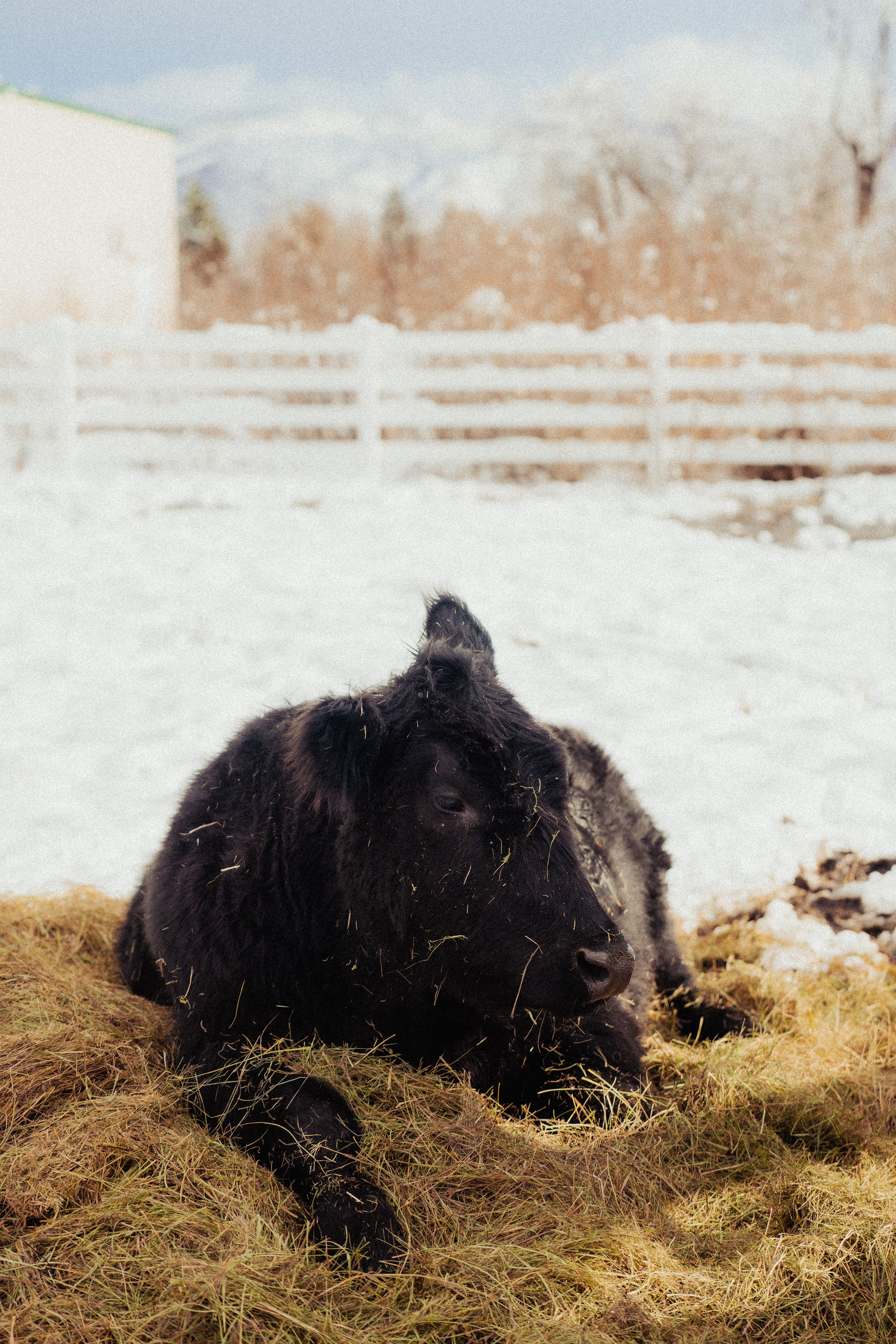 Winter Cow Photos, Download The BEST Free Winter Cow Stock Photos & HD ...