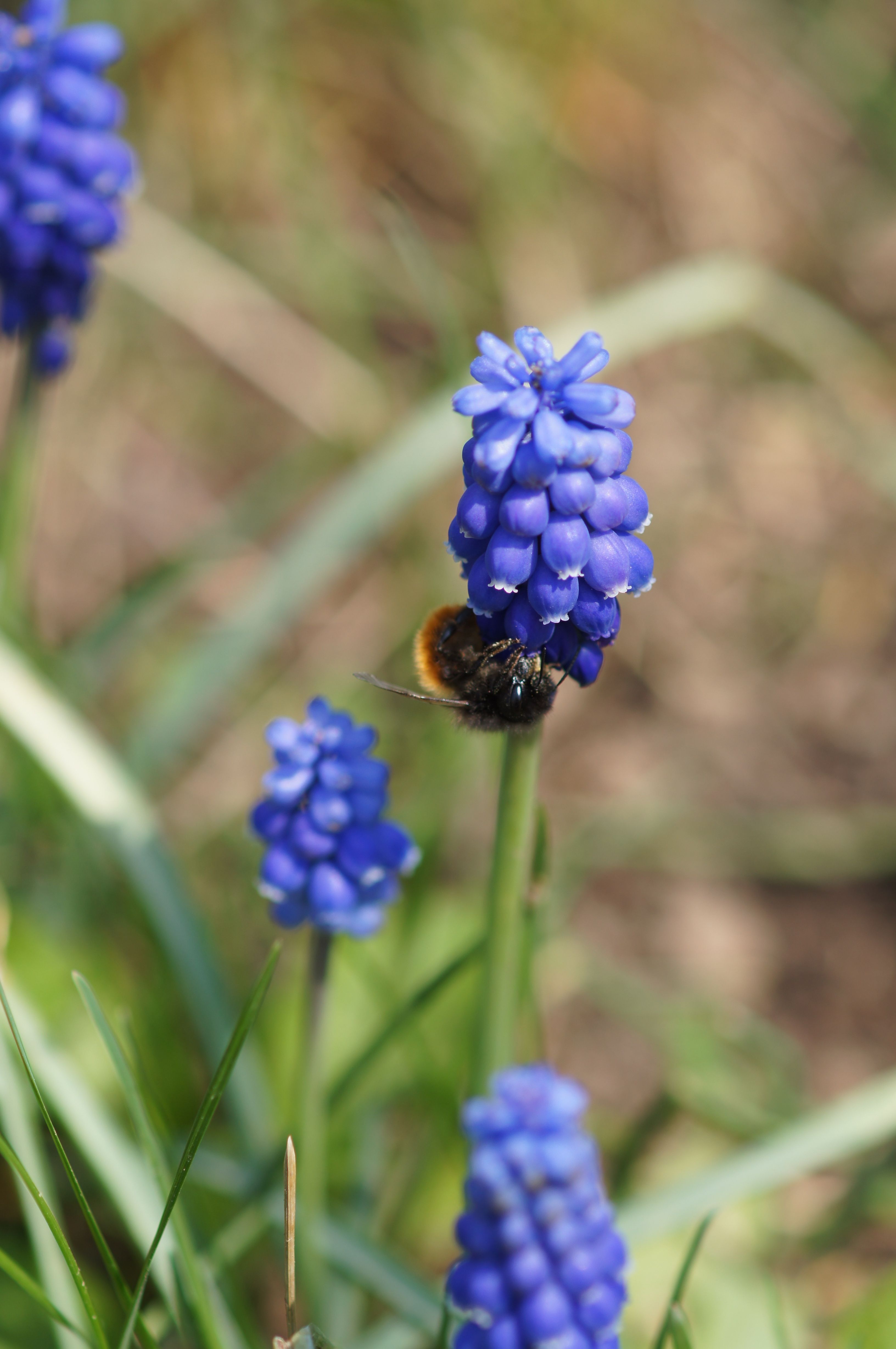 Bee on Blue Flower · Free Stock Photo
