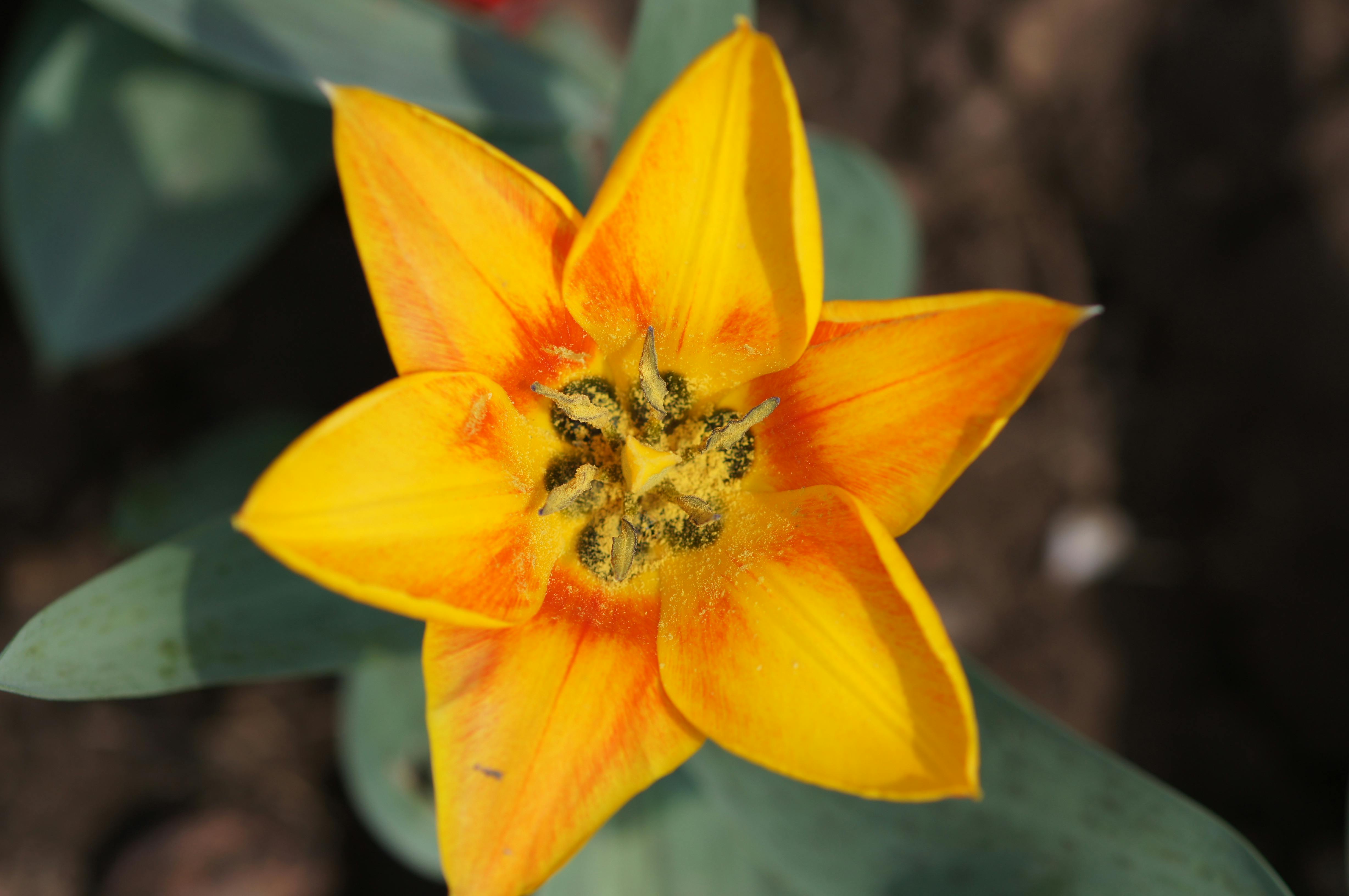Close up of Yellow Flower · Free Stock Photo